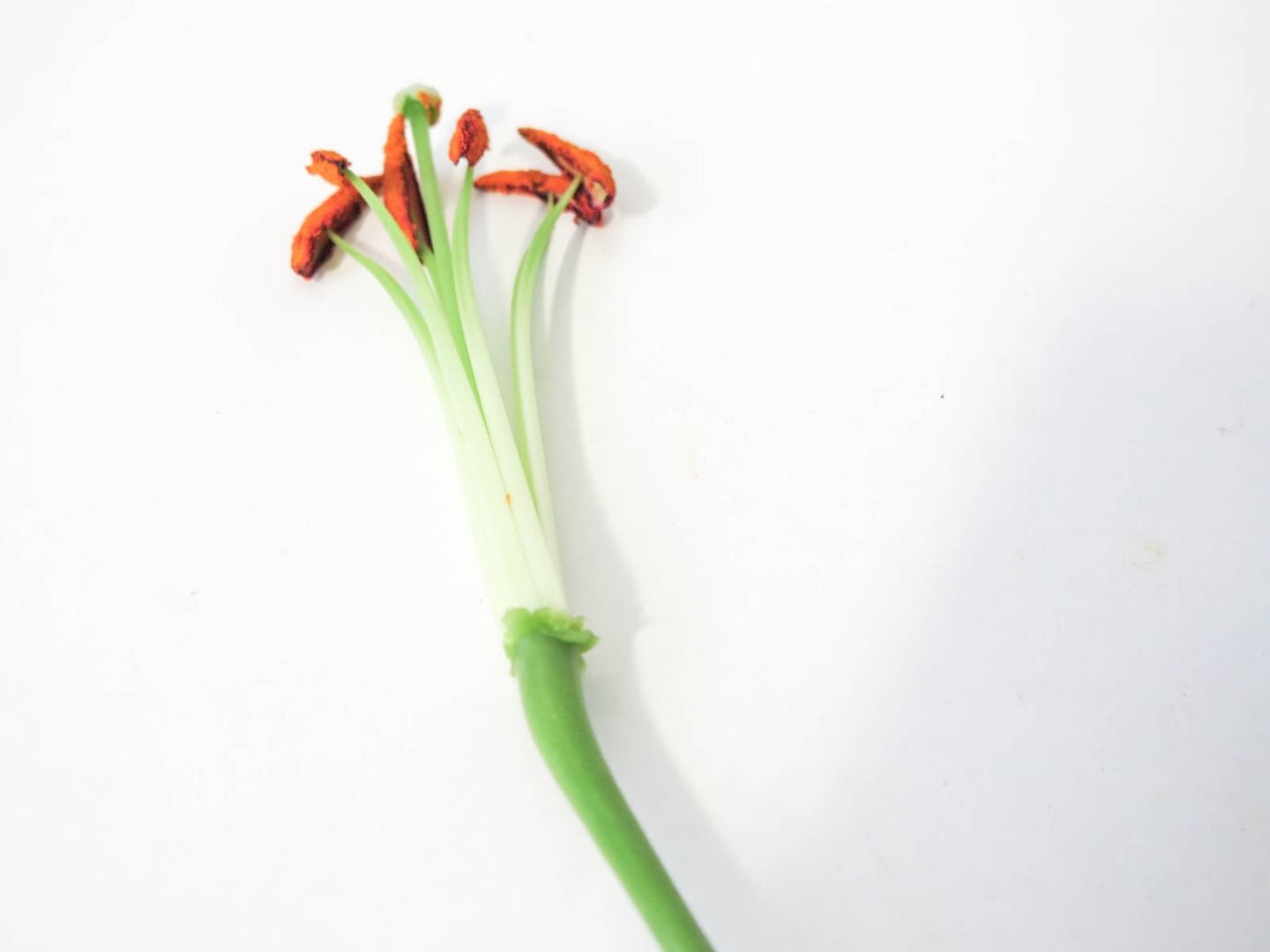 Filament Flower