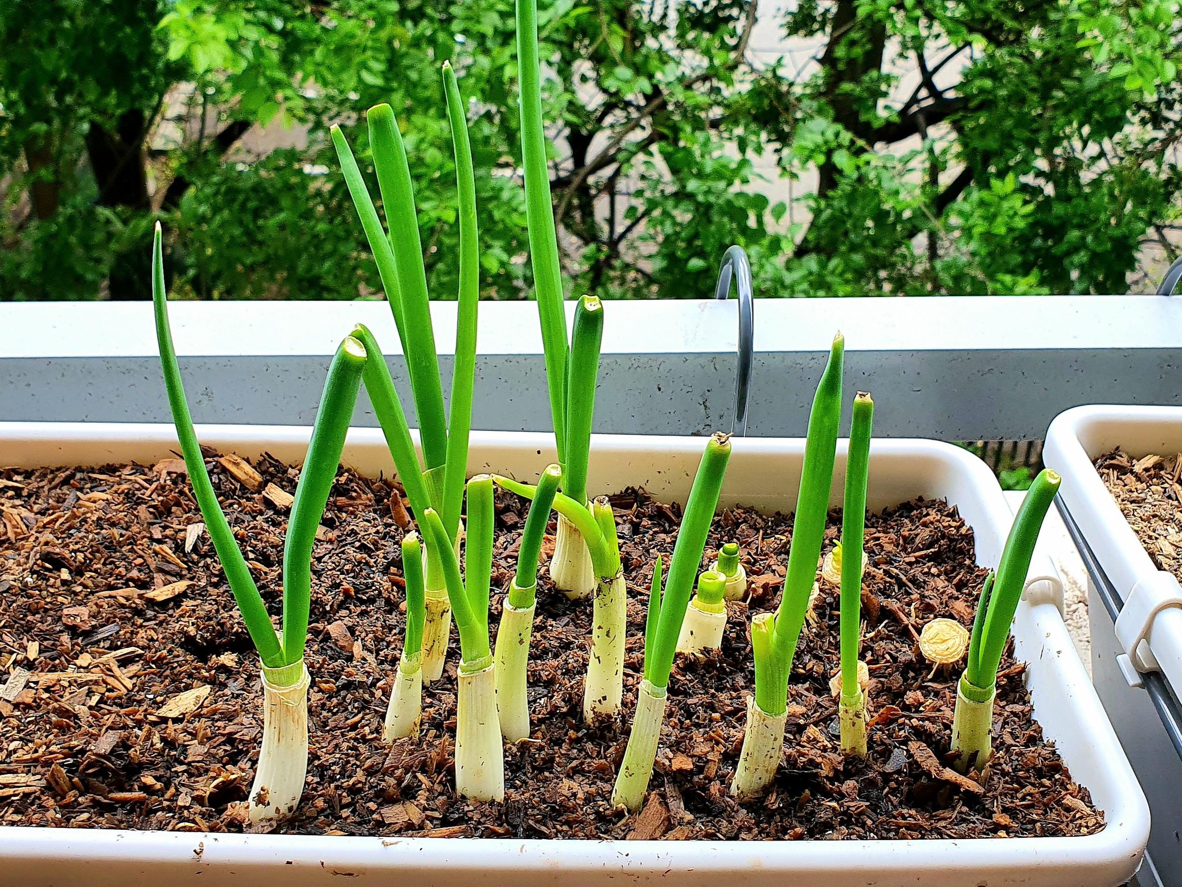 Re-growing Spring Onions : 8 Steps (with Pictures) - Instructables