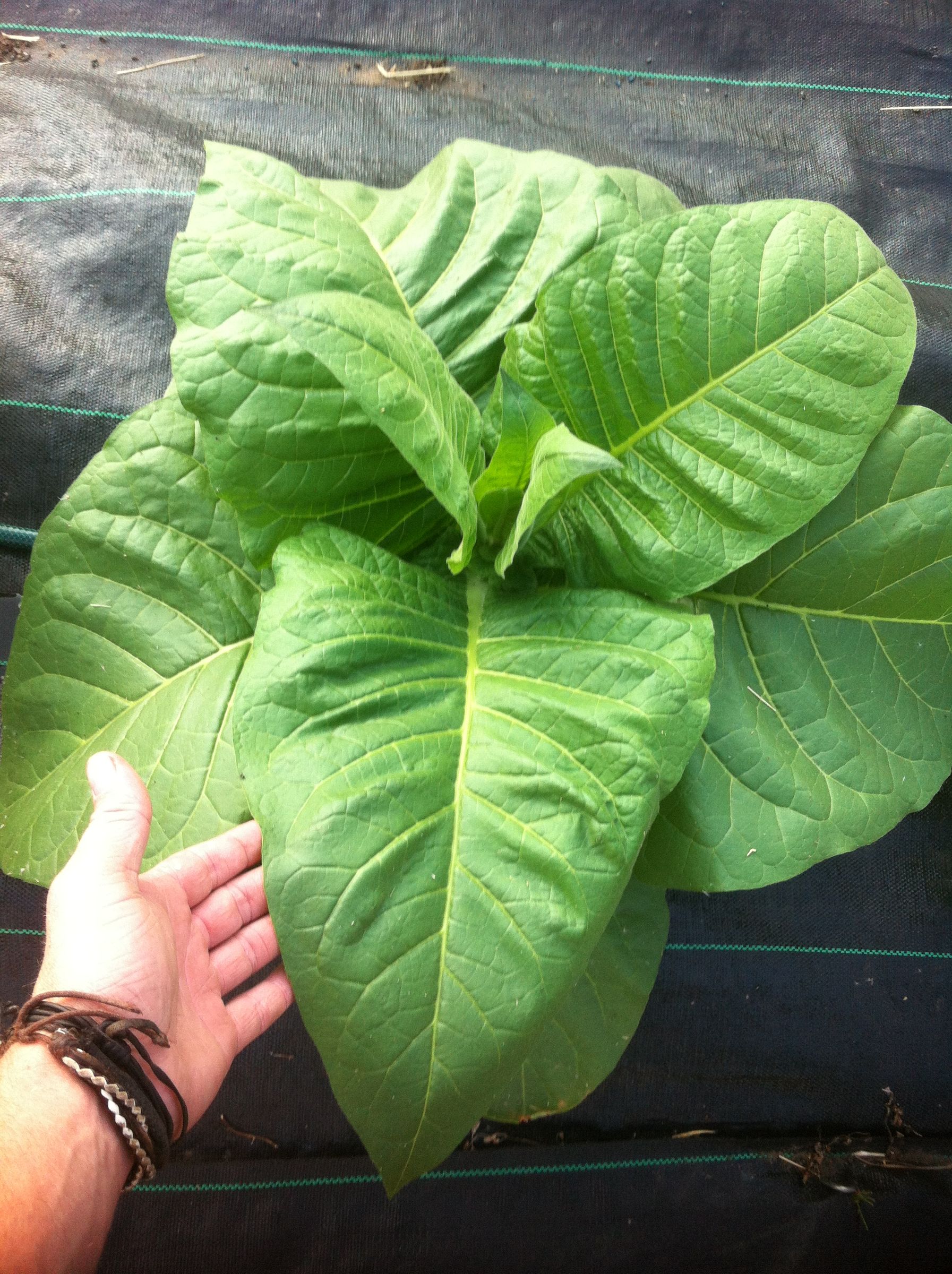 Growing Tobacco : 6 Steps (with Pictures) - Instructables