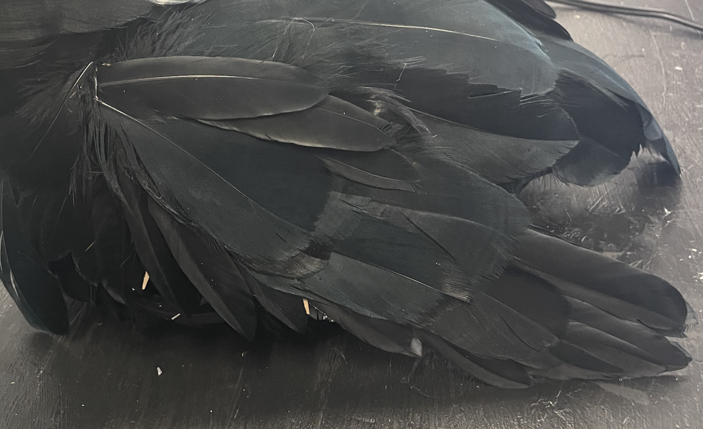 Cawing Raven : 15 Steps (with Pictures) - Instructables