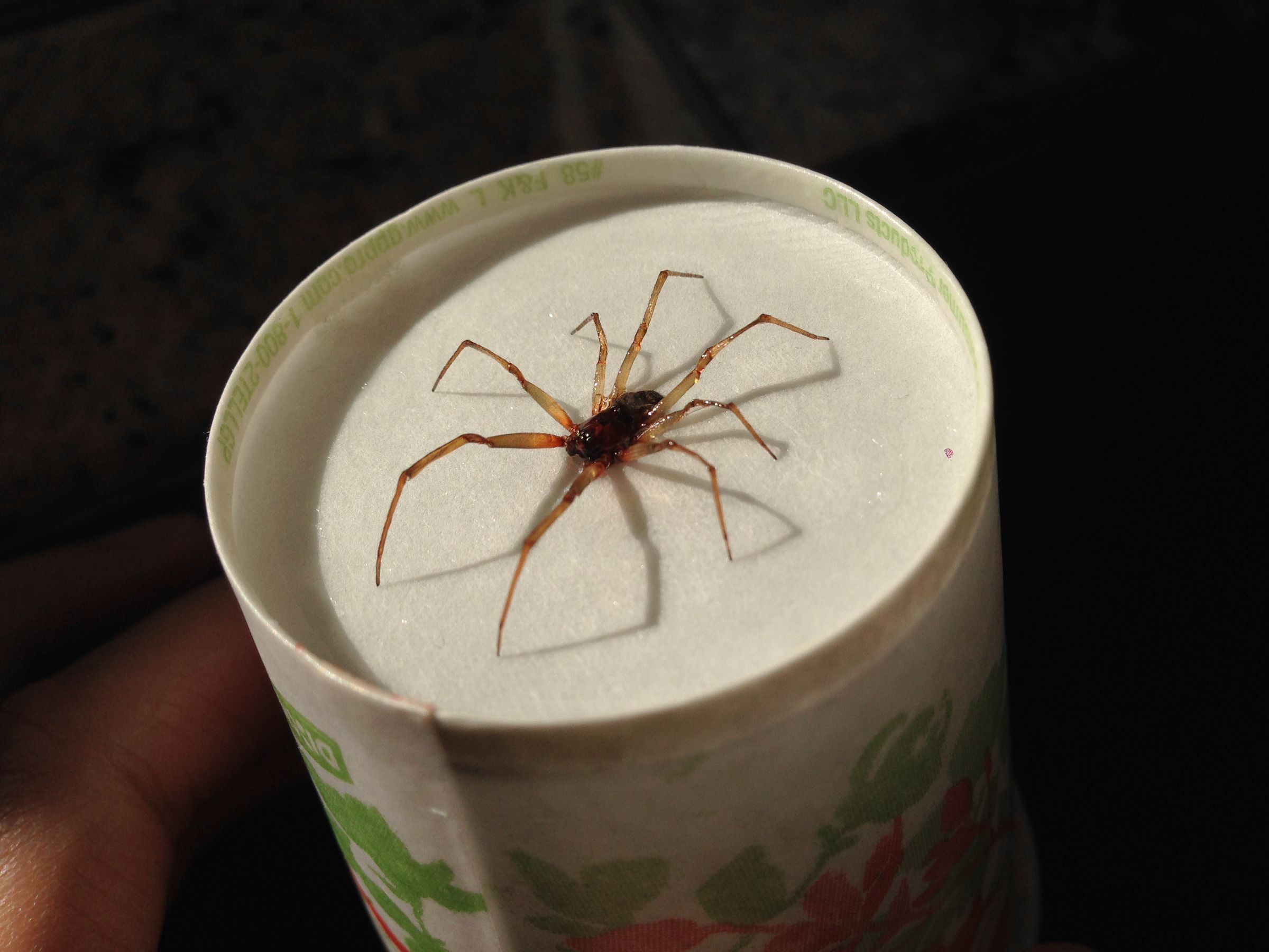 How to Encapsulate Insects in Resin - Instructables