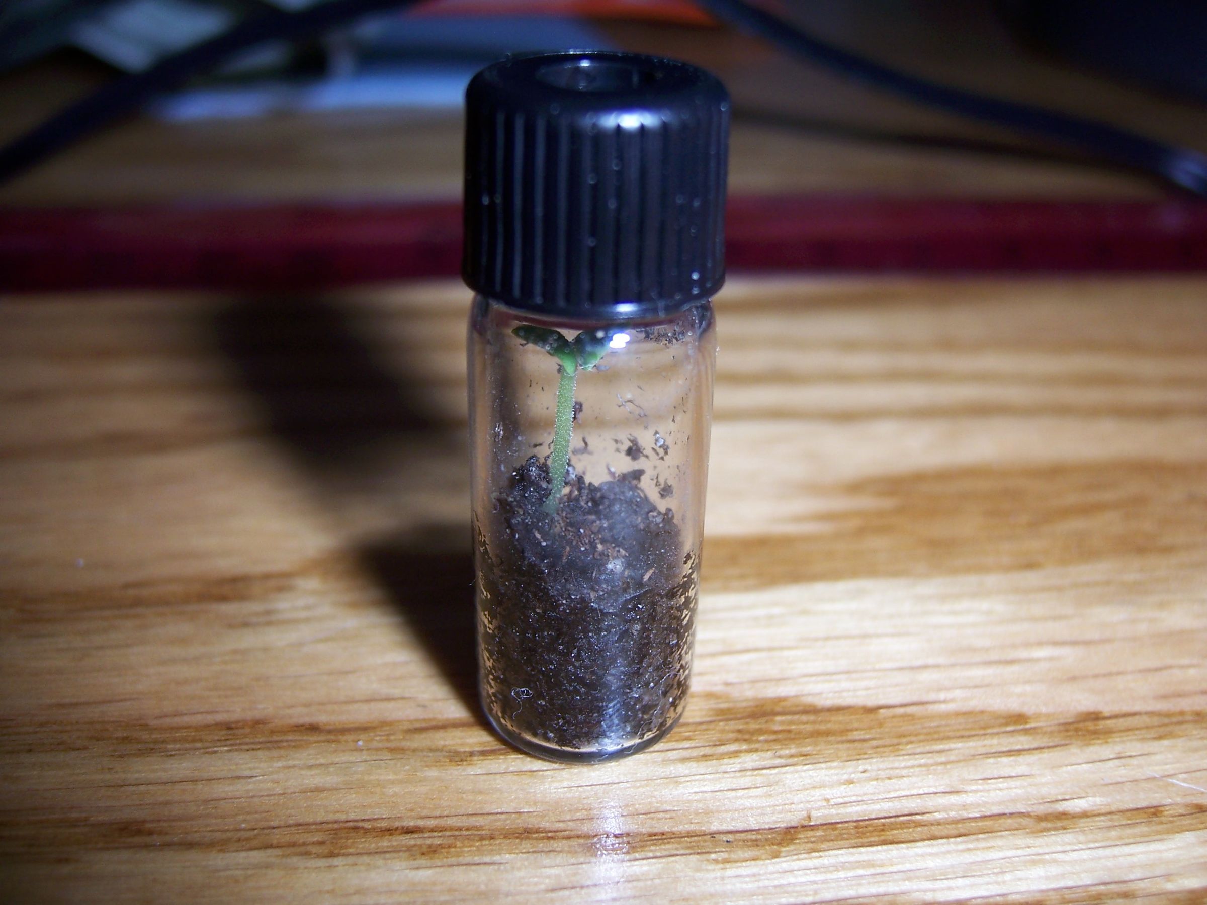 Pocket Plant : 7 Steps (with Pictures) - Instructables