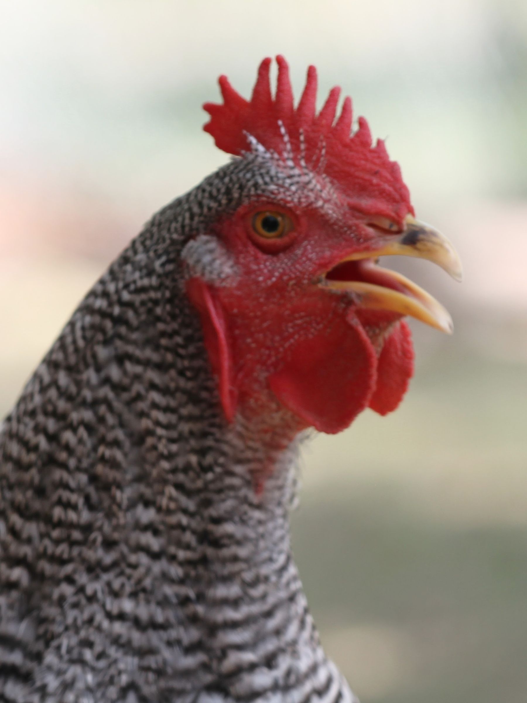 Chicken Catcher : 4 Steps - Instructables