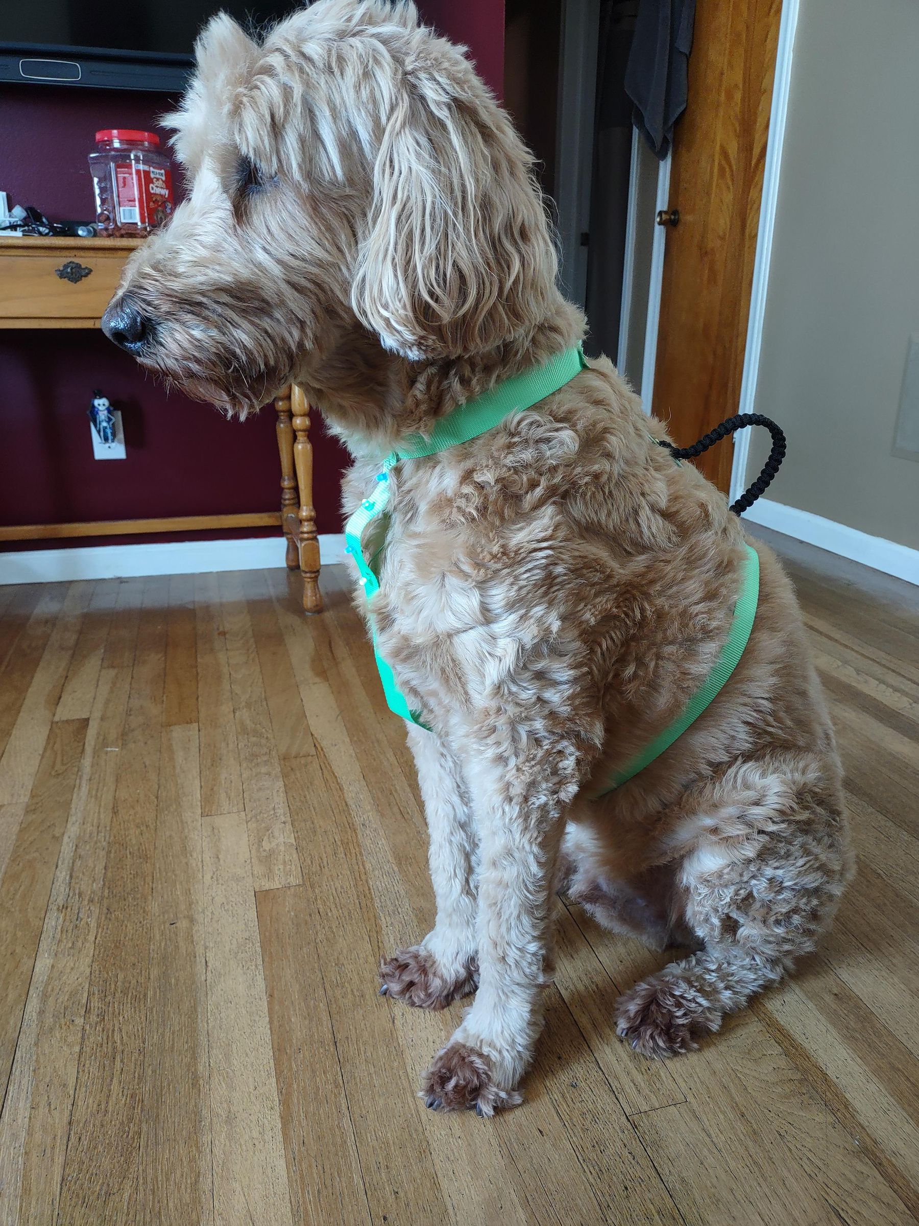 LED Dog Harness : 11 Steps (with Pictures) - Instructables