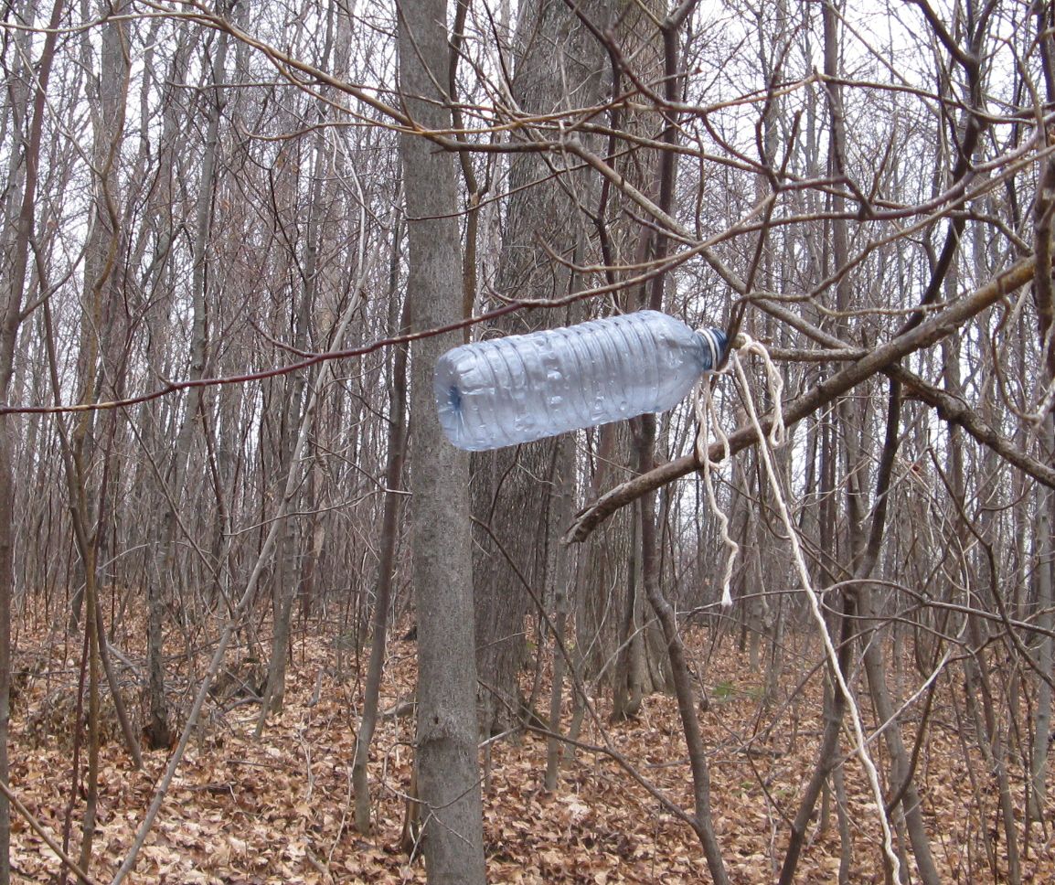 Three Essential Groups of Wild Edible Plants : 19 Steps (with Pictures ...