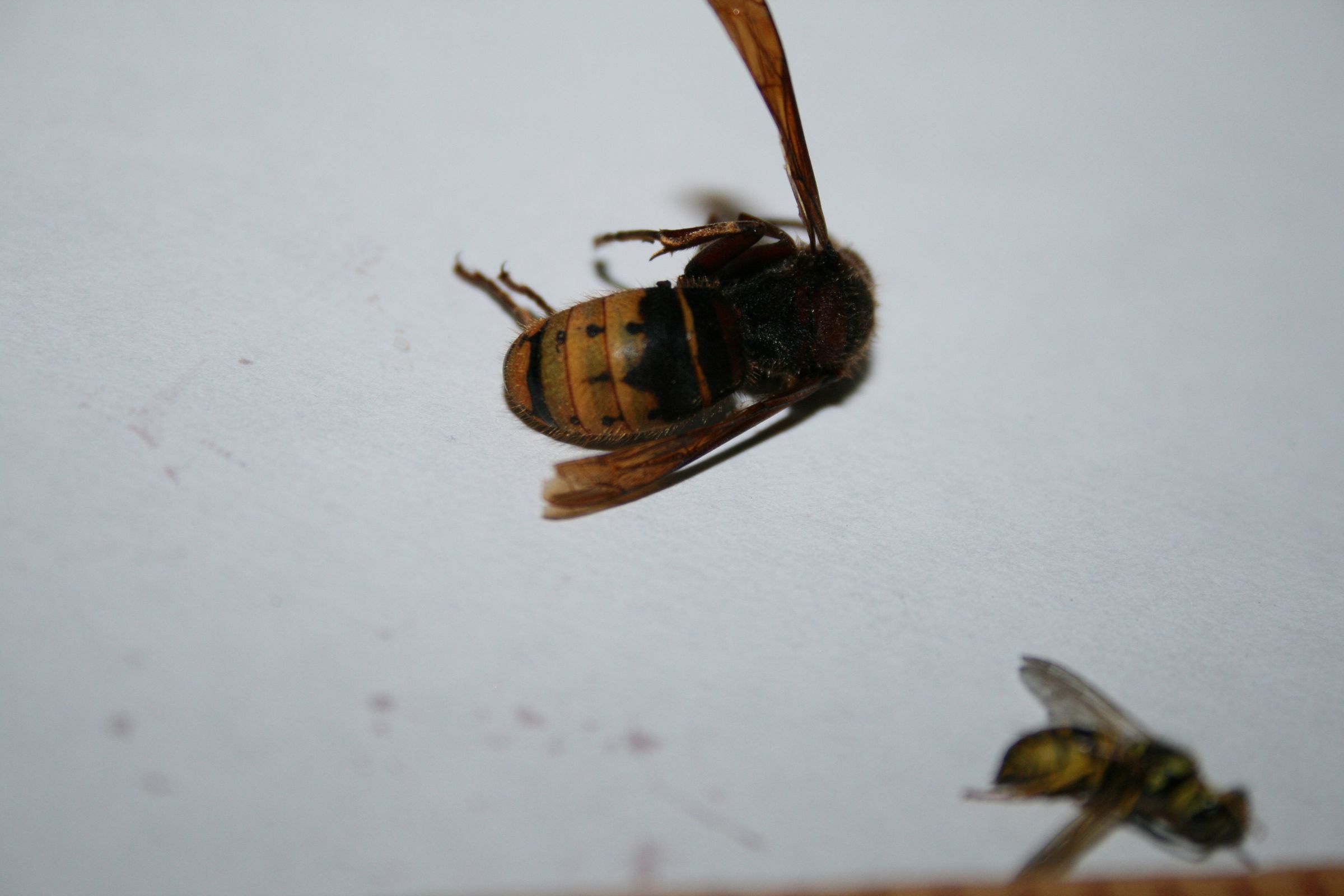 DIY Yellow Jacket Bottle Trap : 8 Steps (with Pictures) - Instructables