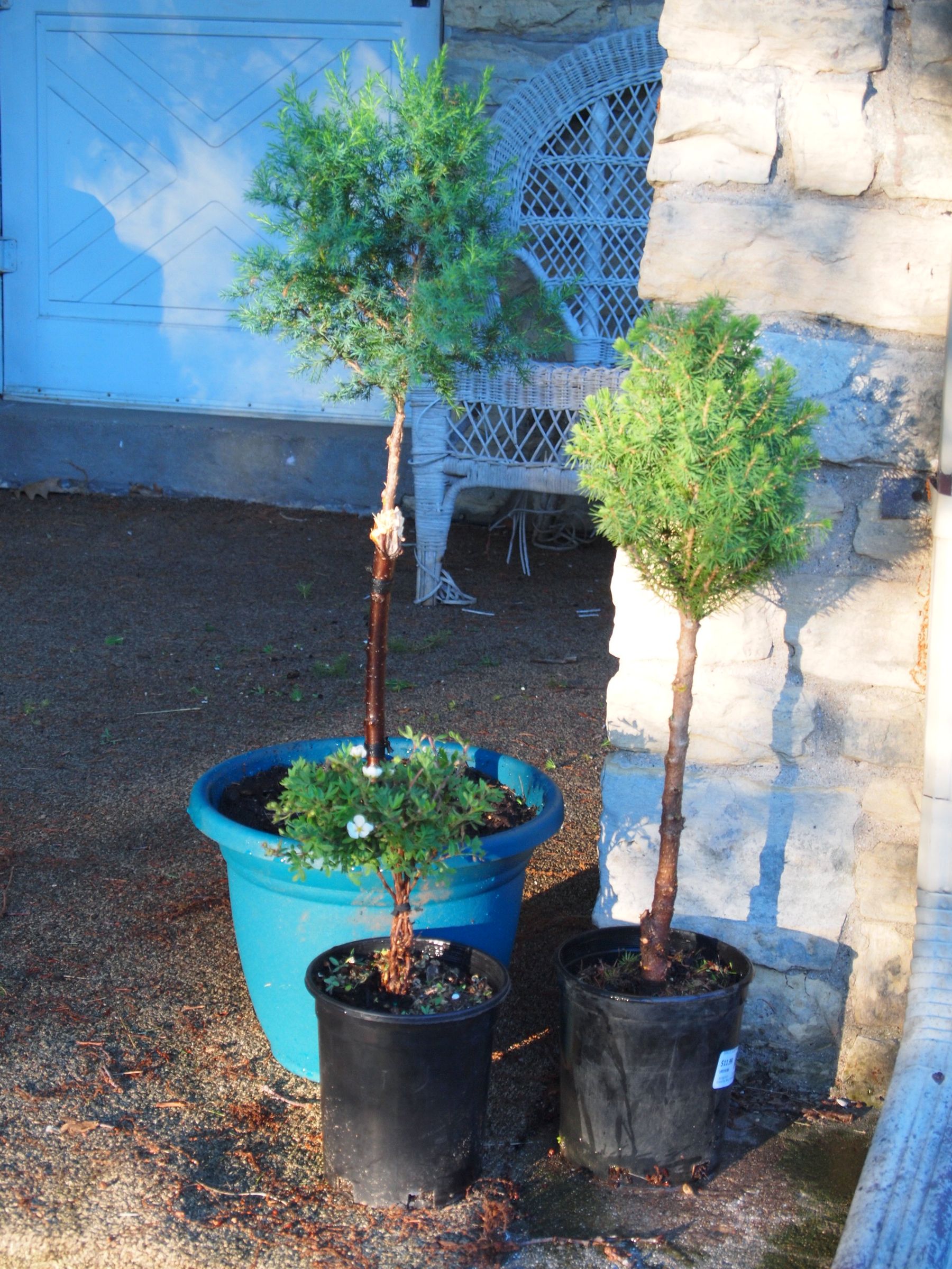 Container Topiary : 4 Steps - Instructables