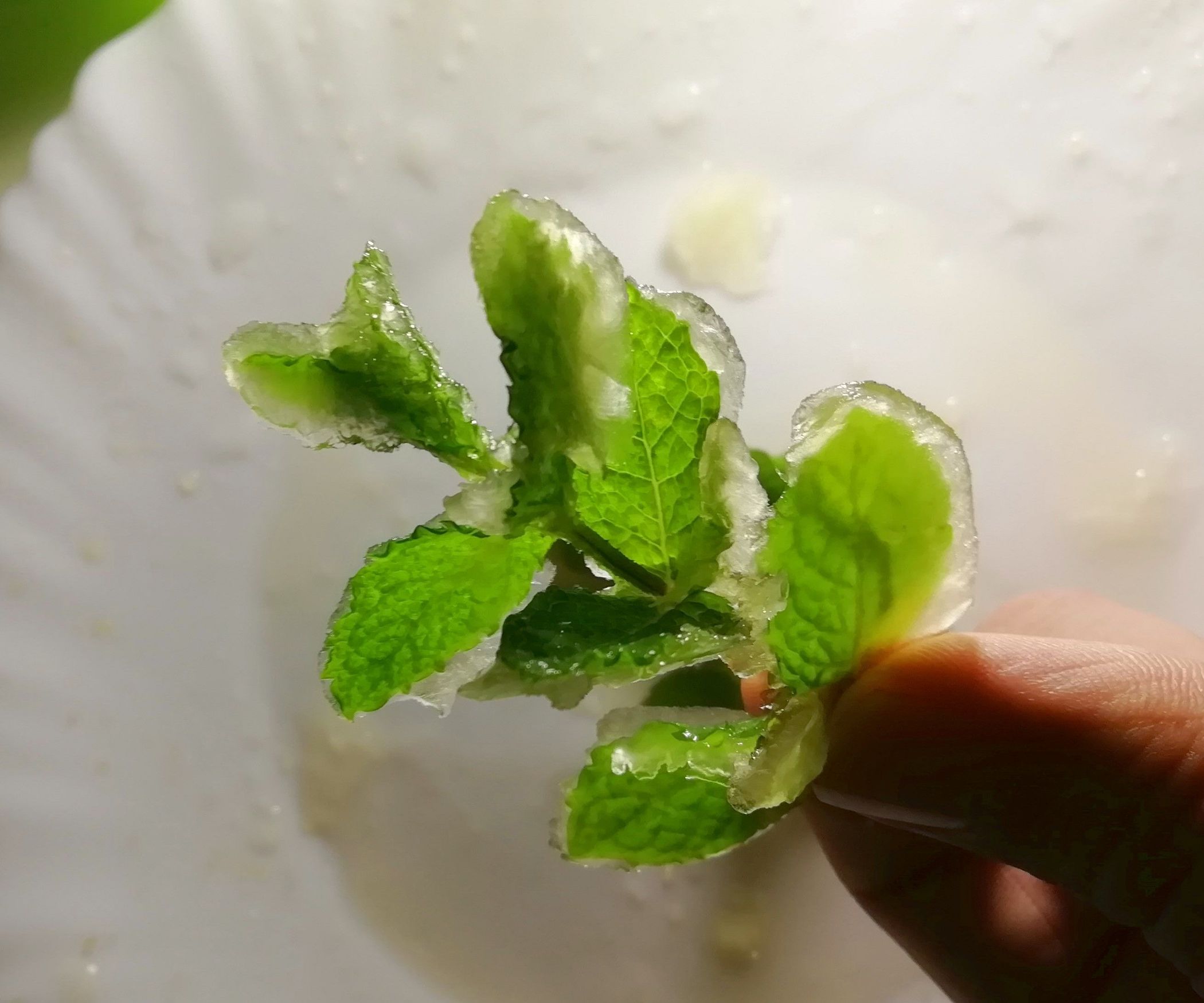 Frosted Mint : 6 Steps - Instructables