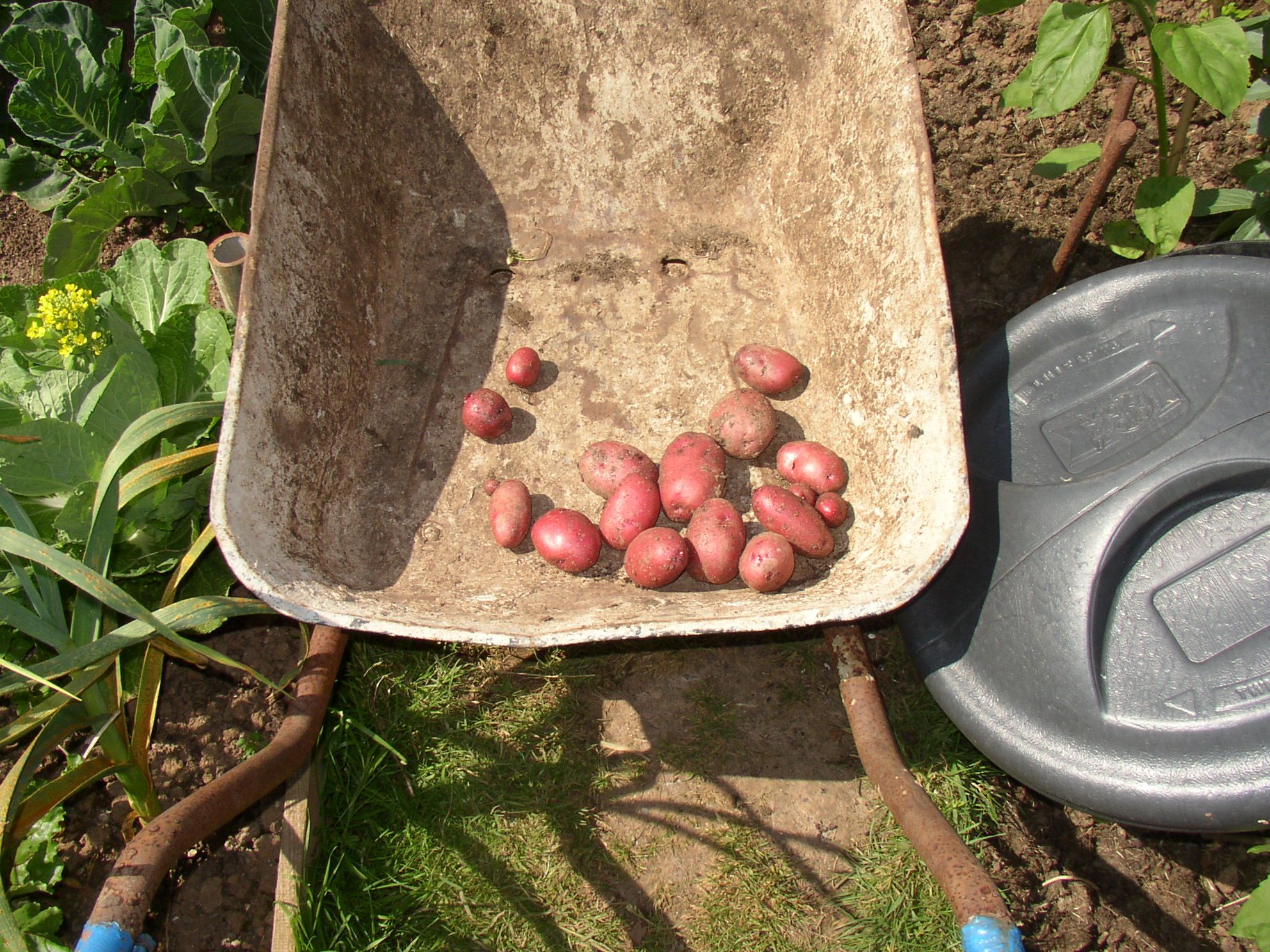1 Potato 2 Crops. : 6 Steps - Instructables