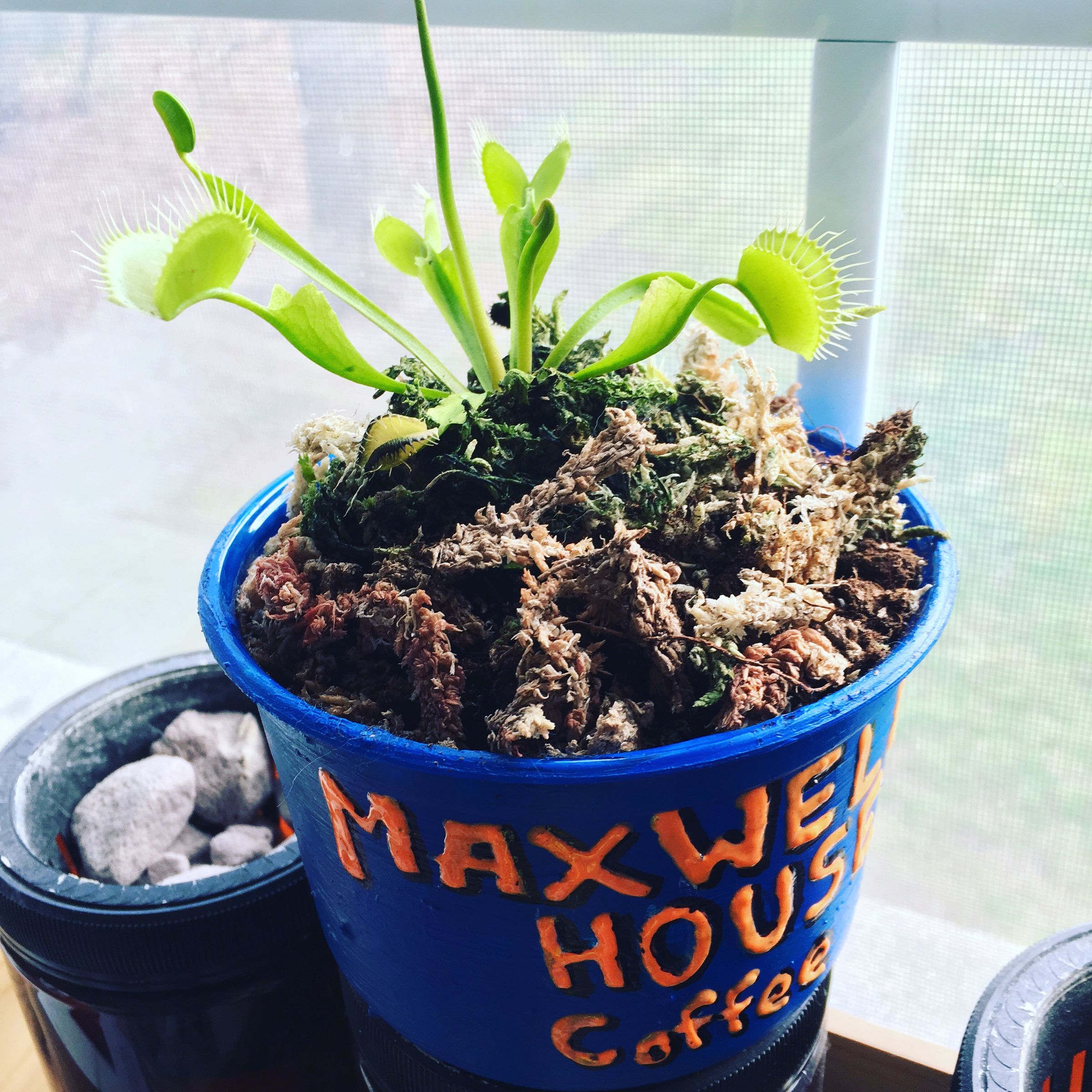 Audrey II Planter : 4 Steps (with Pictures) - Instructables