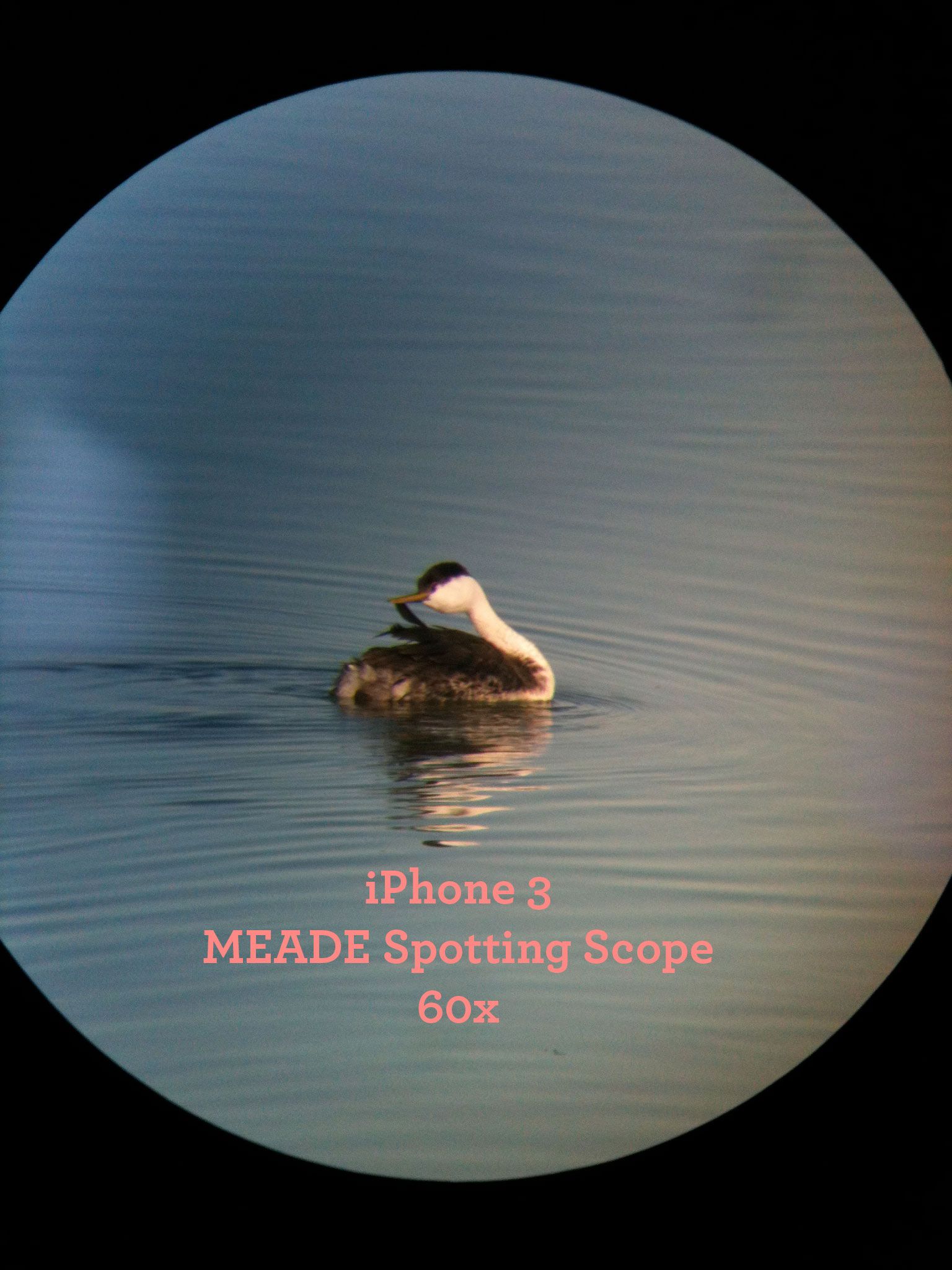 How to Turn Your IPhone Into a Microscope or Spotting Scope Eyepiece ...
