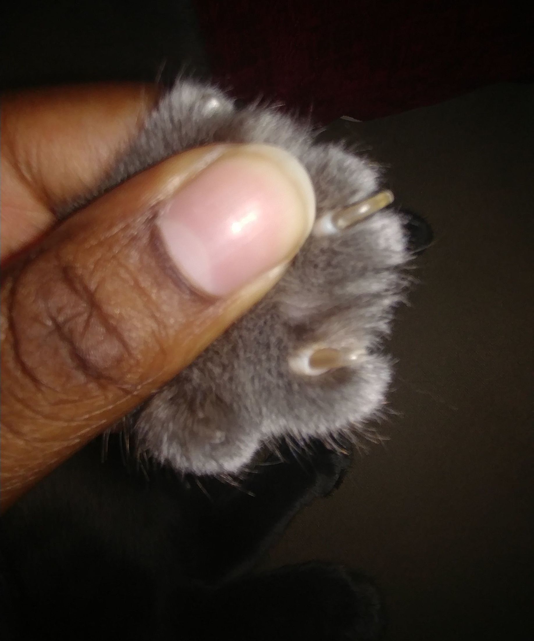 Trimming a Cat's Nails : 7 Steps - Instructables