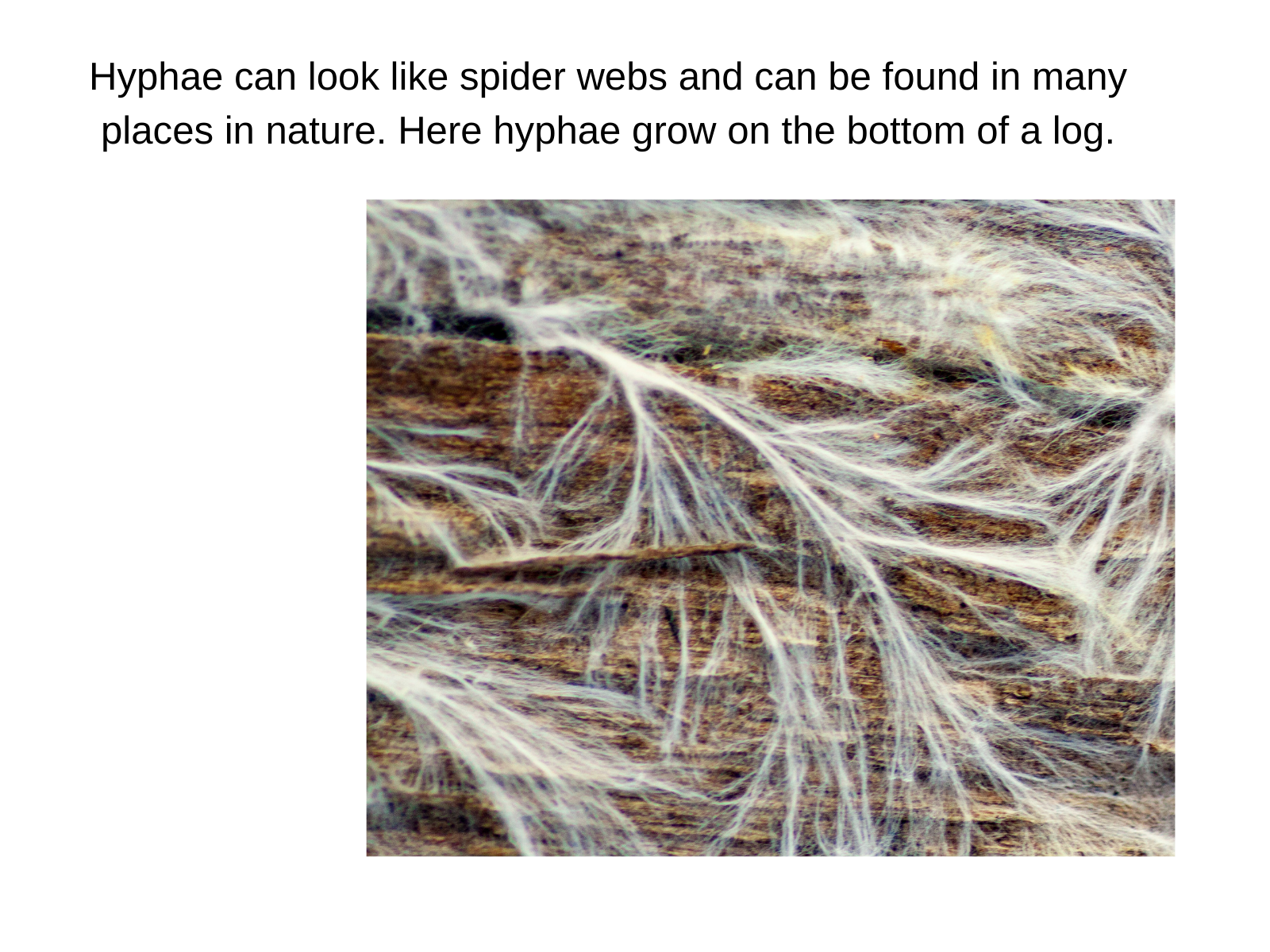 Growing Mycelium in the Classroom and Making Stuff With It ...