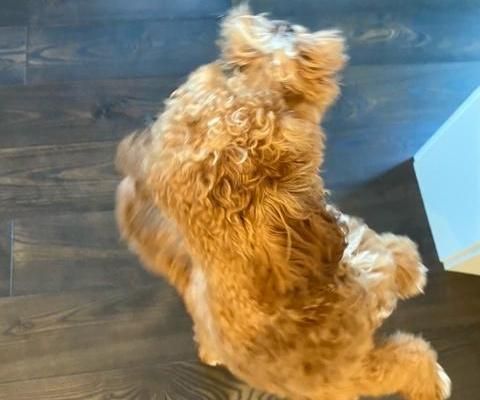 How to Get Your Dog to Spin on Two Legs: : 11 Steps - Instructables