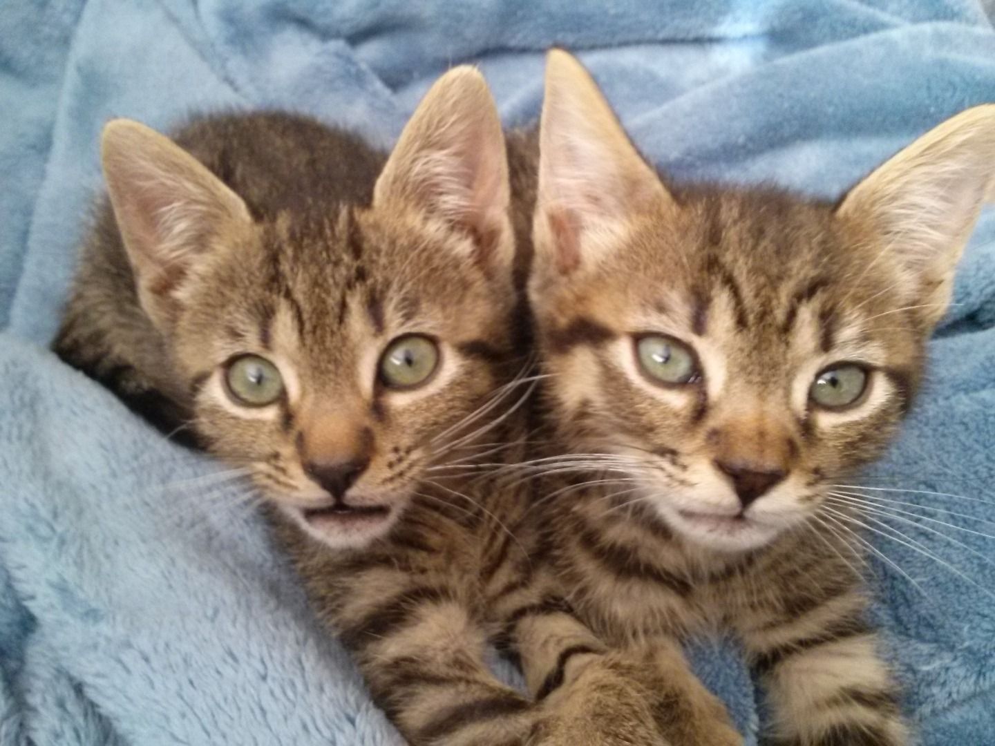 Caring for Orphaned Kittens : 3 Steps - Instructables