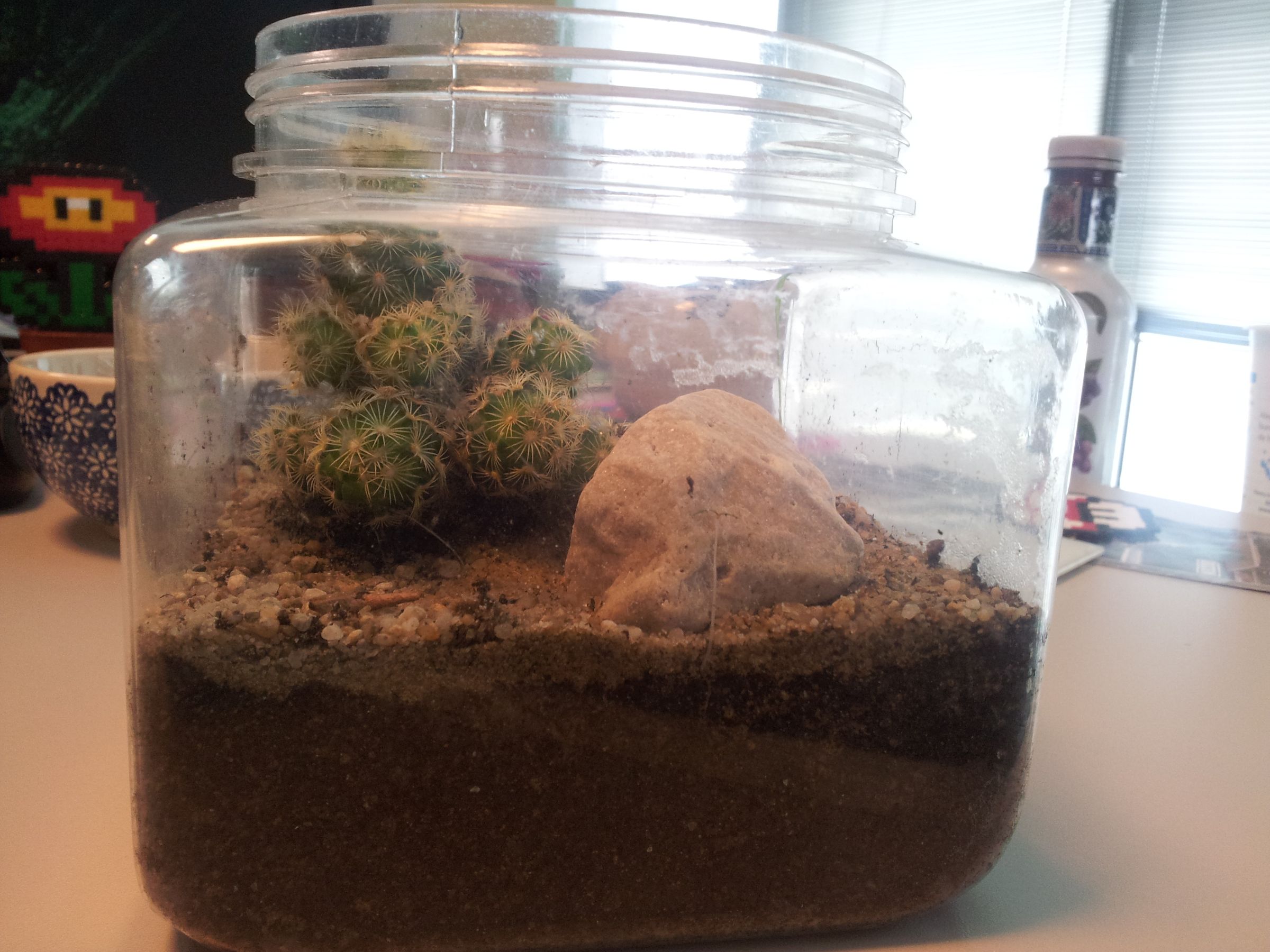 How to Make a Cactus Terrarium - Easy and Cheap Way : 3 Steps ...