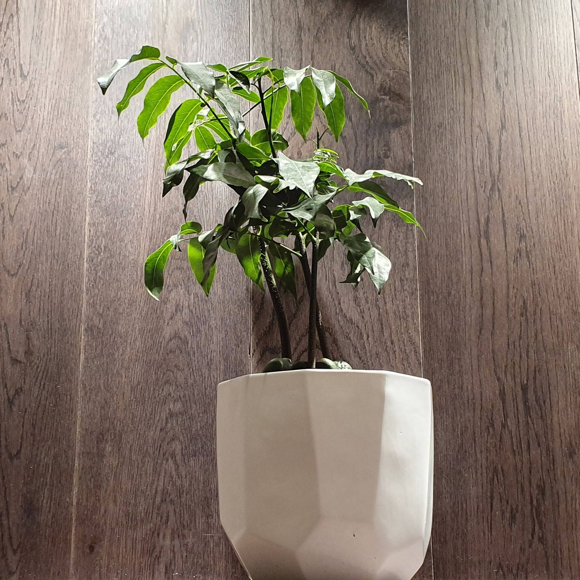 Re-Pot a Magical Bean : 6 Steps (with Pictures) - Instructables