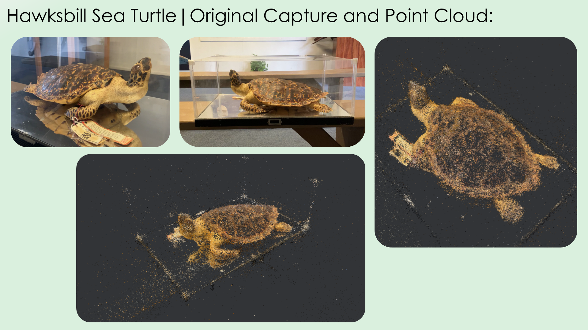 Enlivened Hawksbill Sea Turtle | Animated Photogrammetry Scan : 11 ...