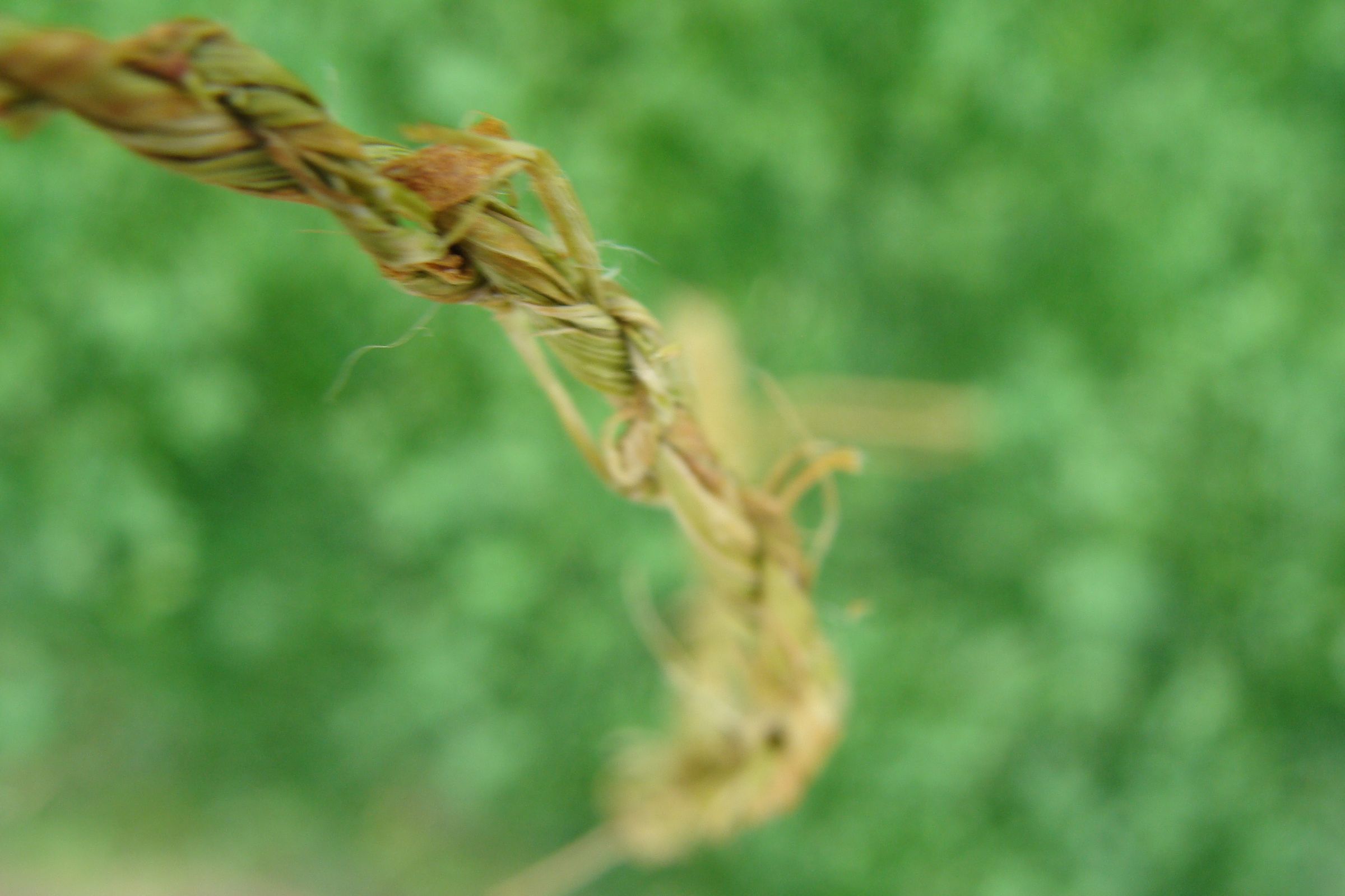 Natural Cordage : 7 Steps (with Pictures) - Instructables