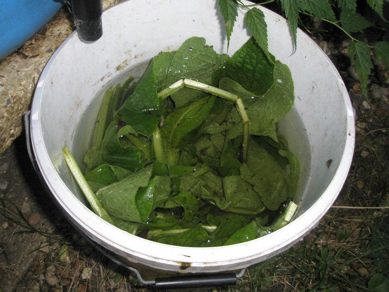 Comfrey/Nettle Tea - Plant Food - Instructables