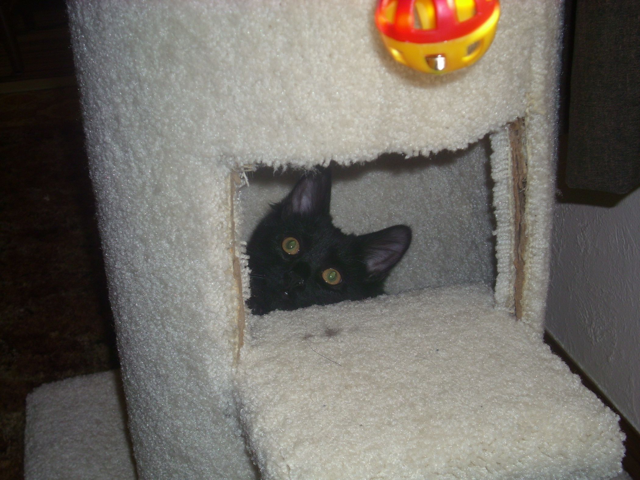 Cat Condo : 8 Steps - Instructables