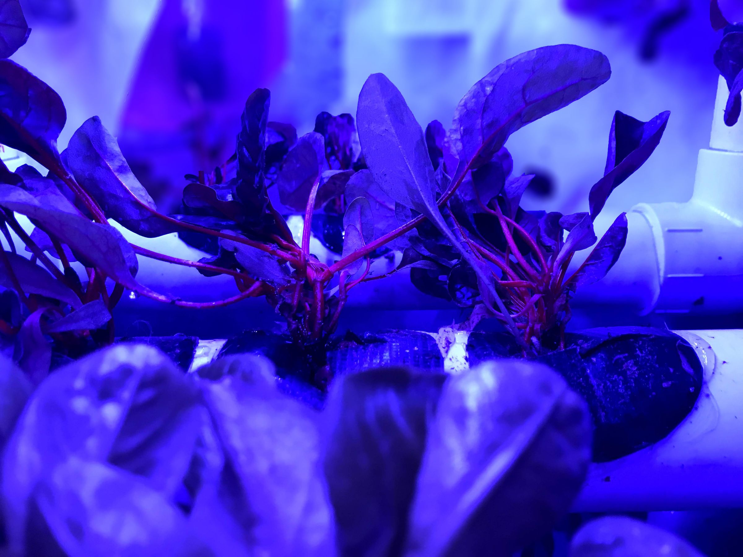 Hydroponic Grow Box : 6 Steps (with Pictures) - Instructables