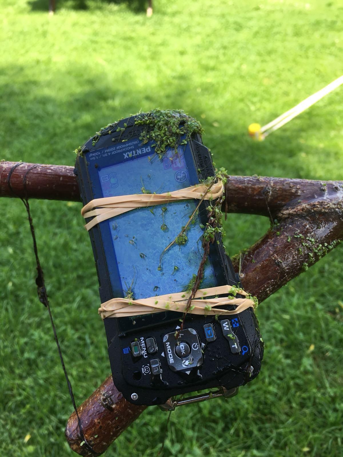 A Wild Pond Teeming With Plants, Insects and Newts : 5 Steps (with ...