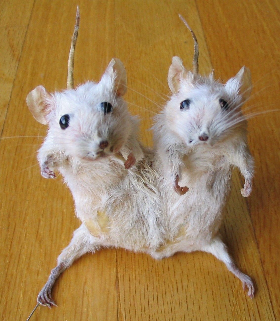 Cute Conjoined Animals