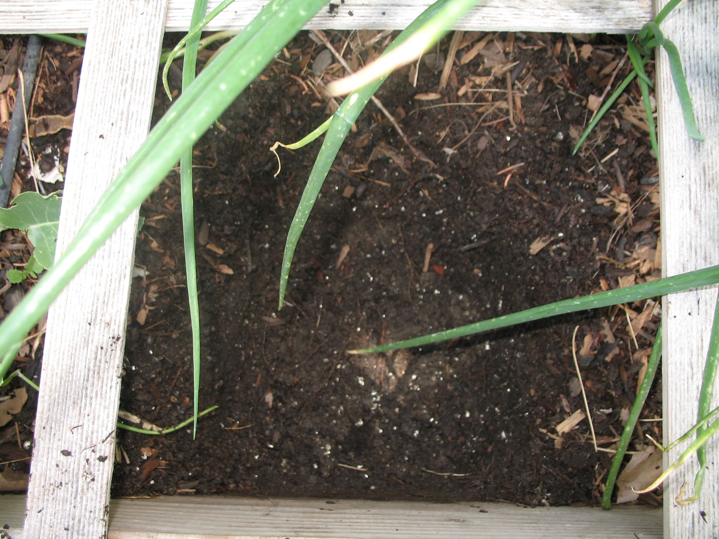 Worm Cafe - Compost With Earthworms Right in Your Garden : 13 Steps ...