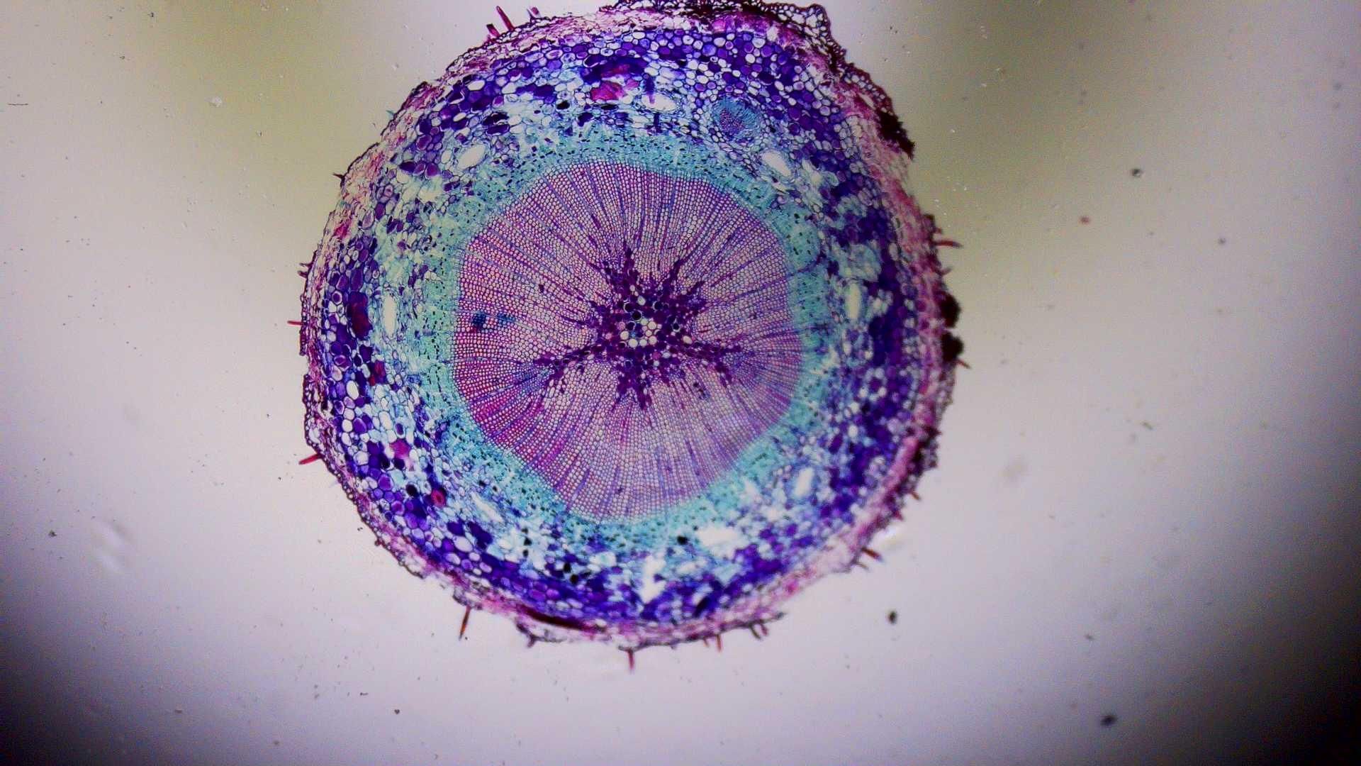 Explore MicroWORLD - AD210 Microscope : 8 Steps - Instructables