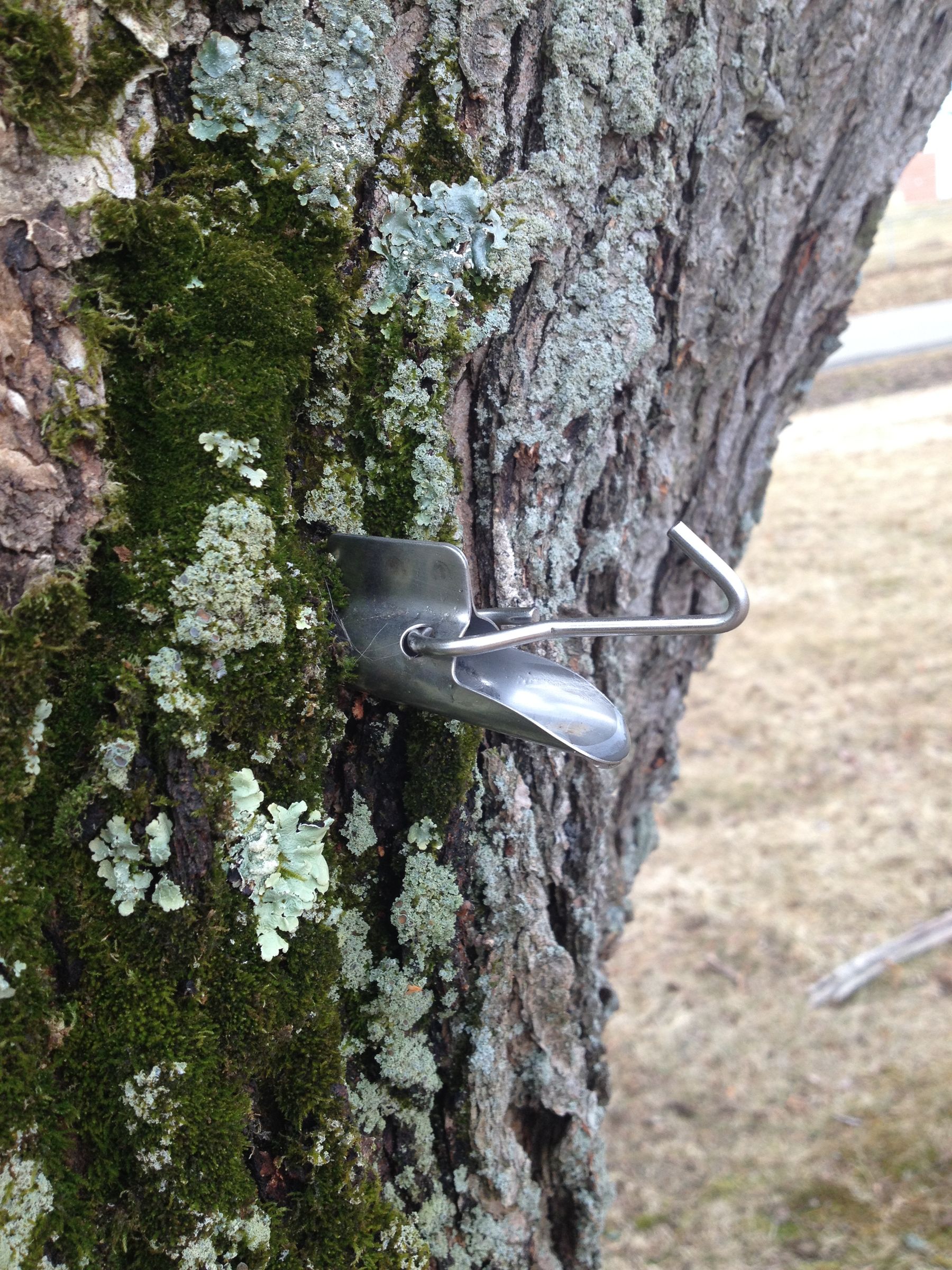 How to Make Maple Syrup : 5 Steps - Instructables