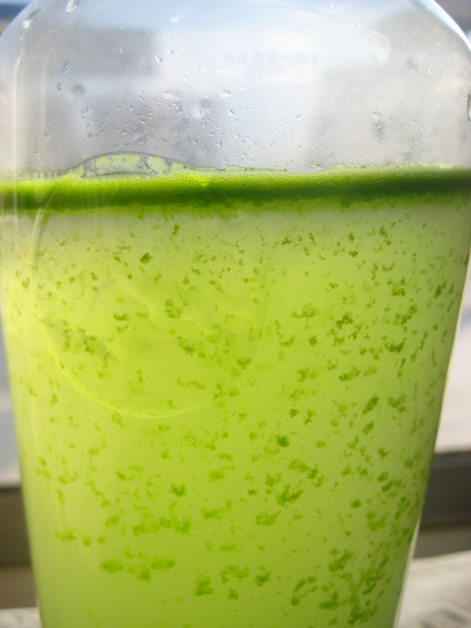 The Algae Experiment: How to Build Your Own Algae Photo-bioreactor ...
