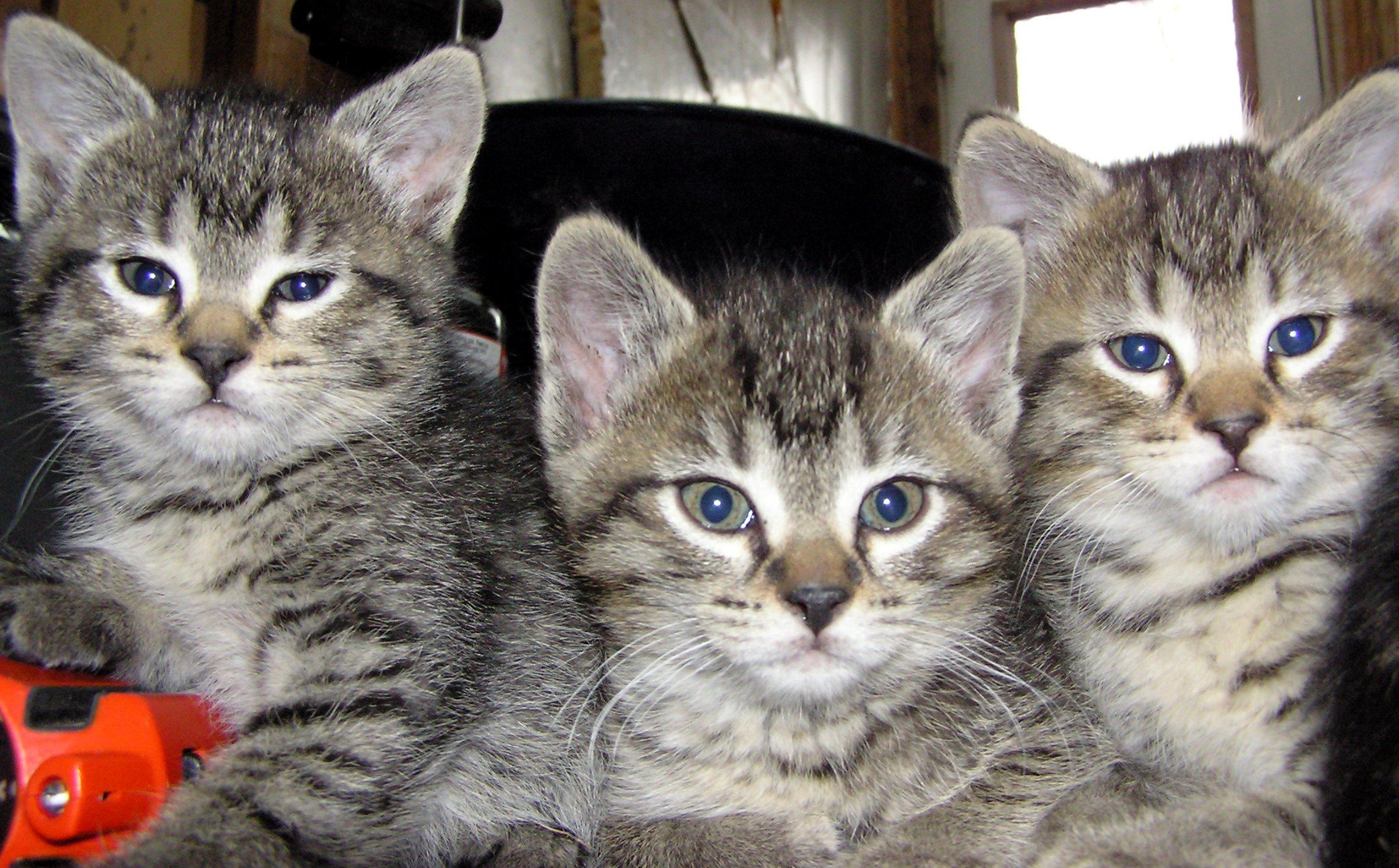 Homer's Odyssey, the Tale of a Cat and How to Get Too Many Kittens ...