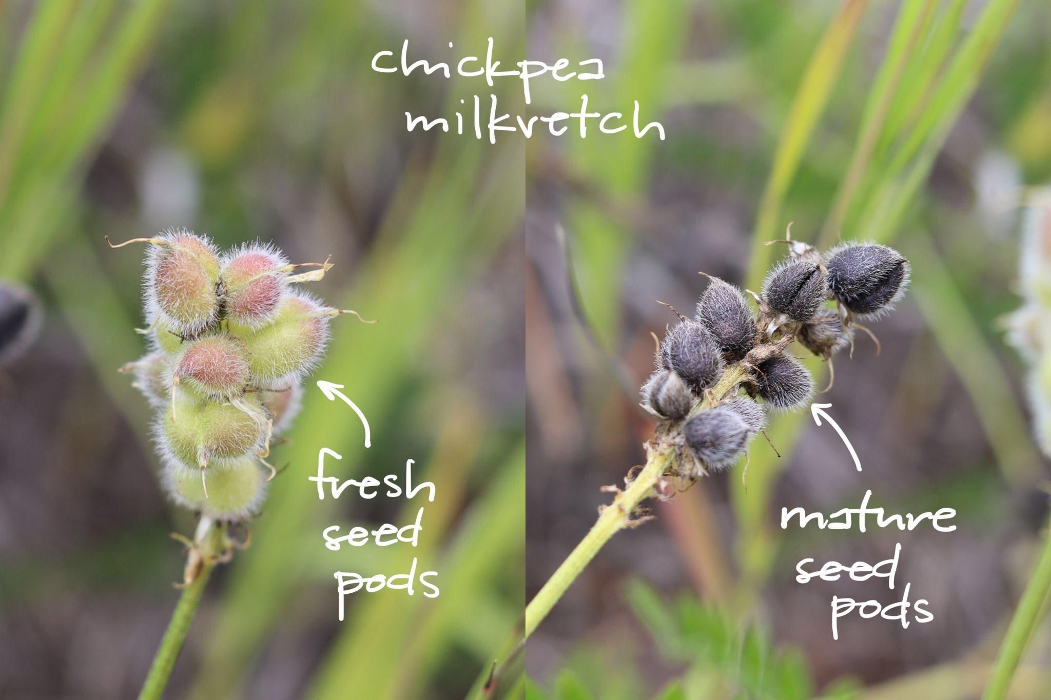 How to Gather Wildflower Seeds : 7 Steps (with Pictures) - Instructables