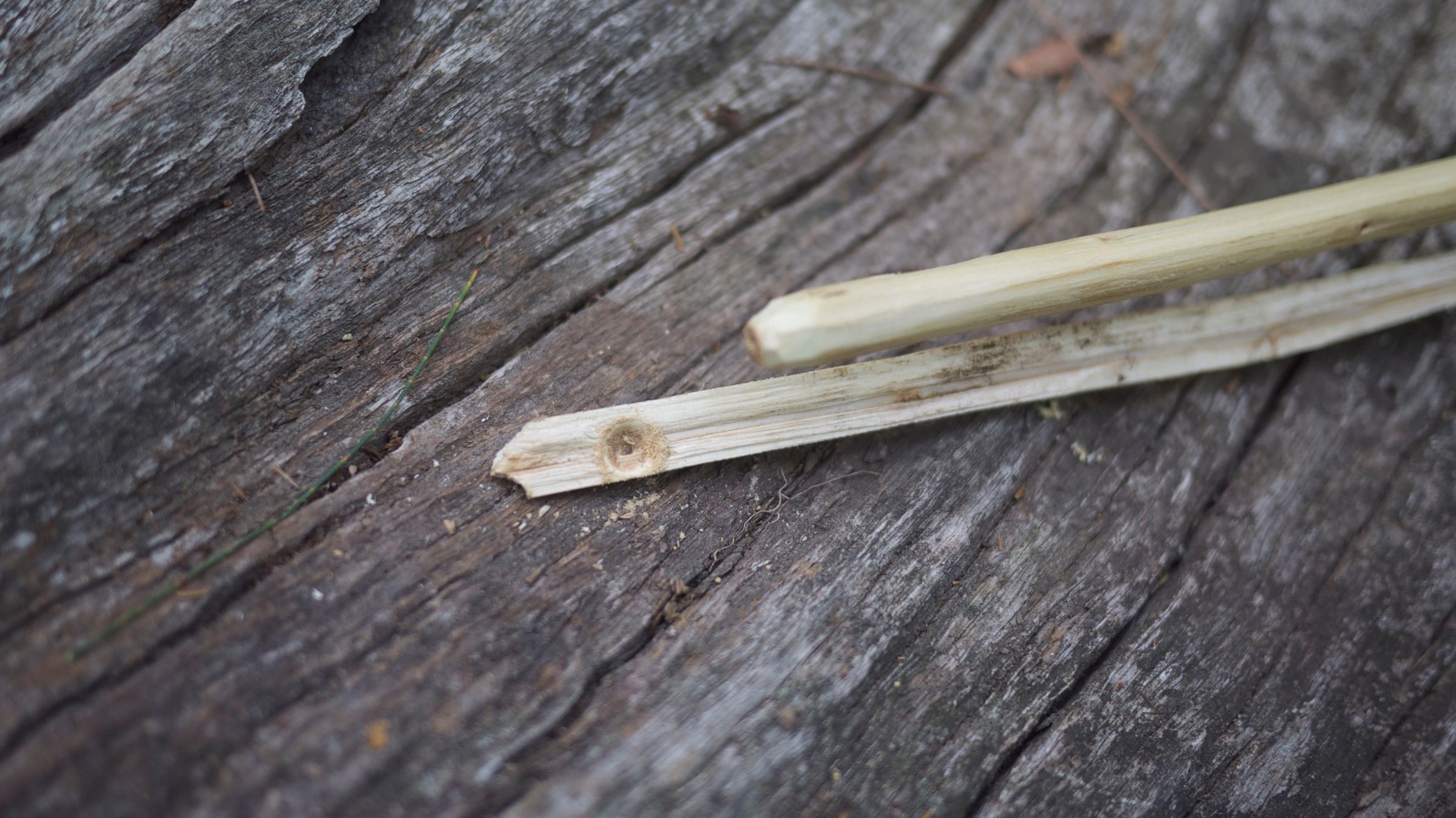 Hand Drill Fire With Green Wood! : 9 Steps (with Pictures) - Instructables