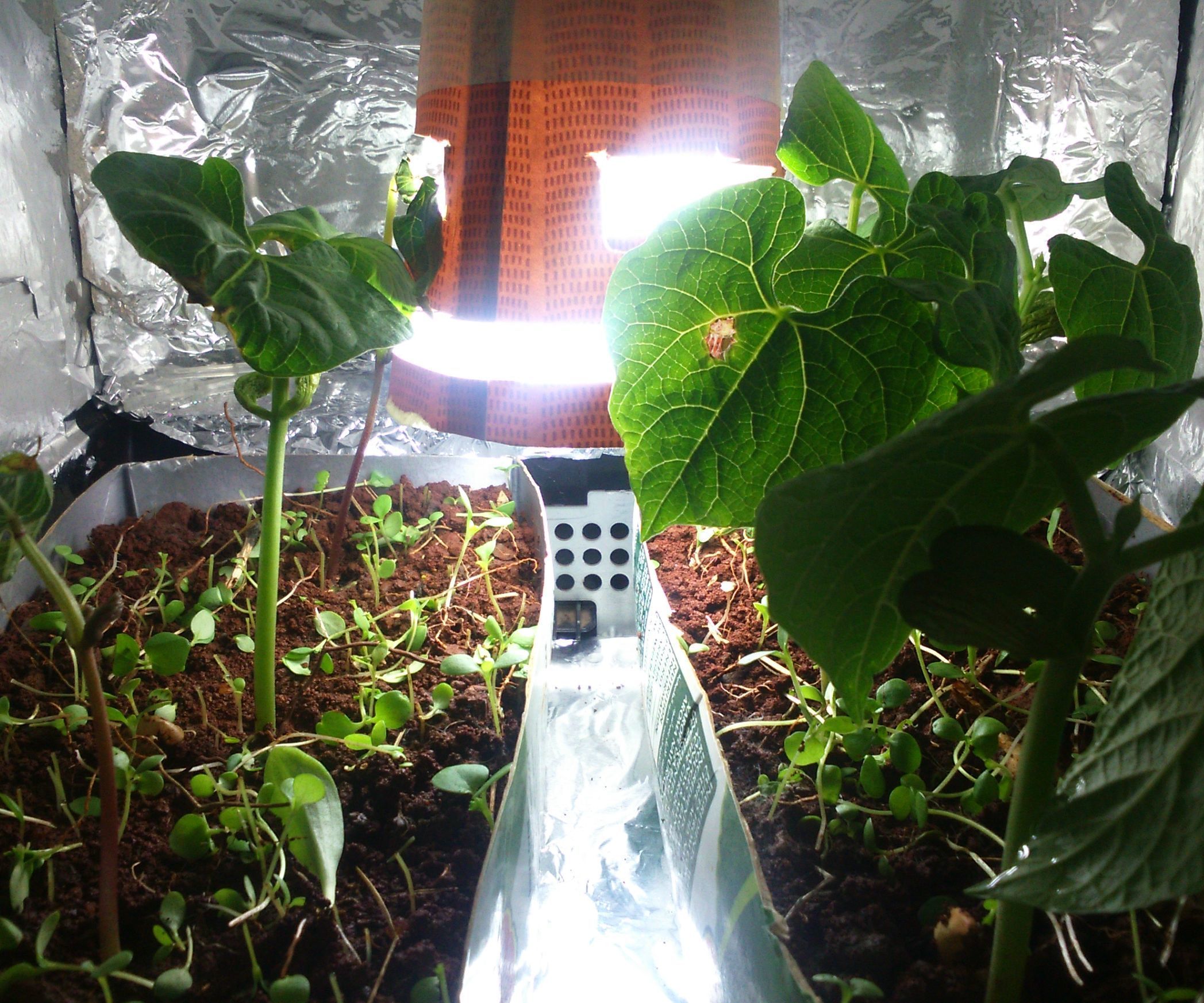 Grow With CFL Light Experiment : 3 Steps - Instructables