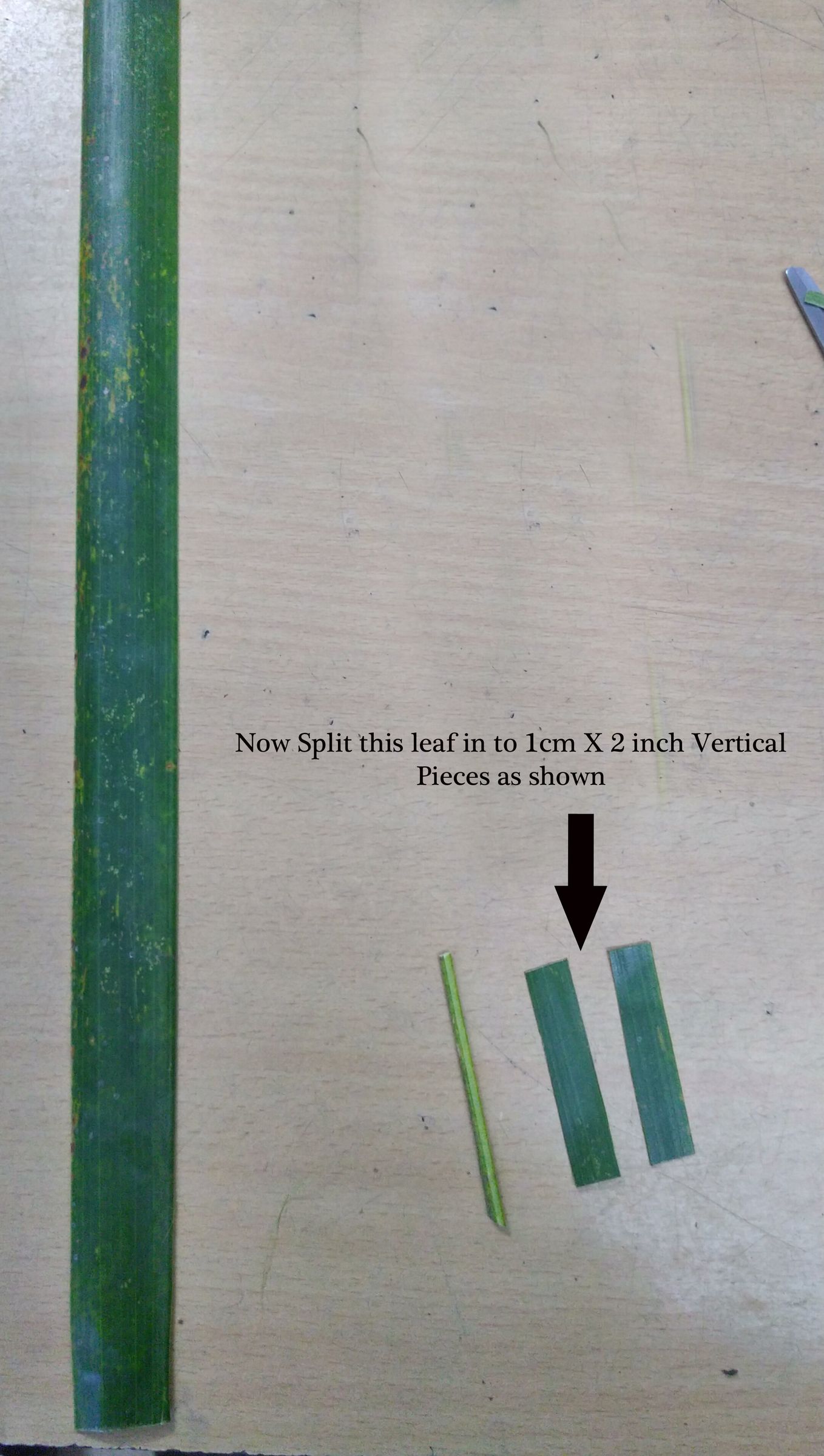 Coconut Leaf Whistle Instrument : 6 Steps - Instructables