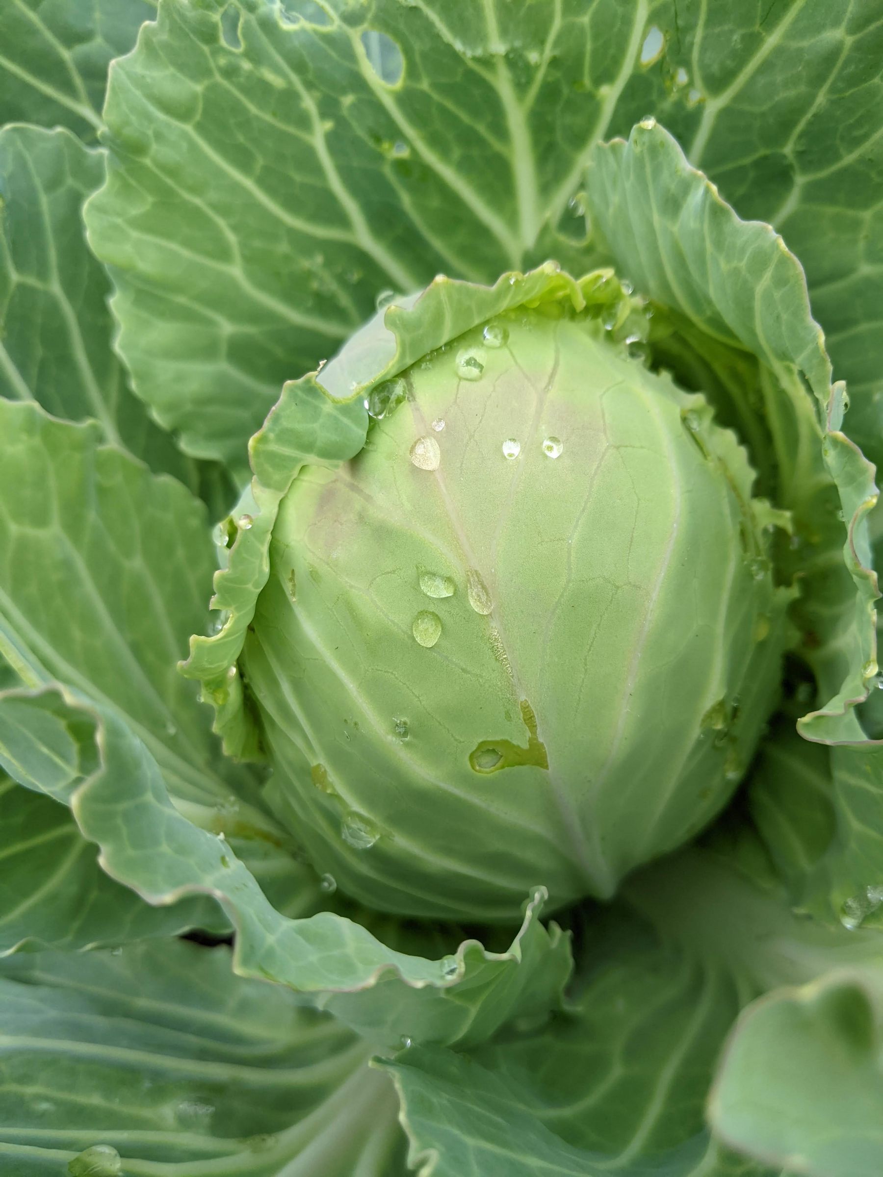 DIY: Transforming My Front Yard From Grass to a Vegetable Garden : 8 ...
