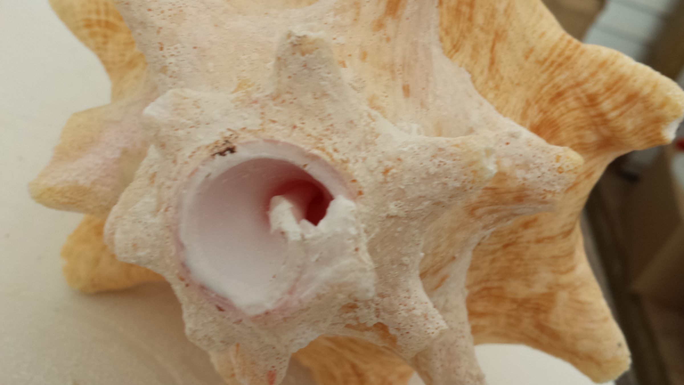 Queen Conch Horn : 4 Steps - Instructables
