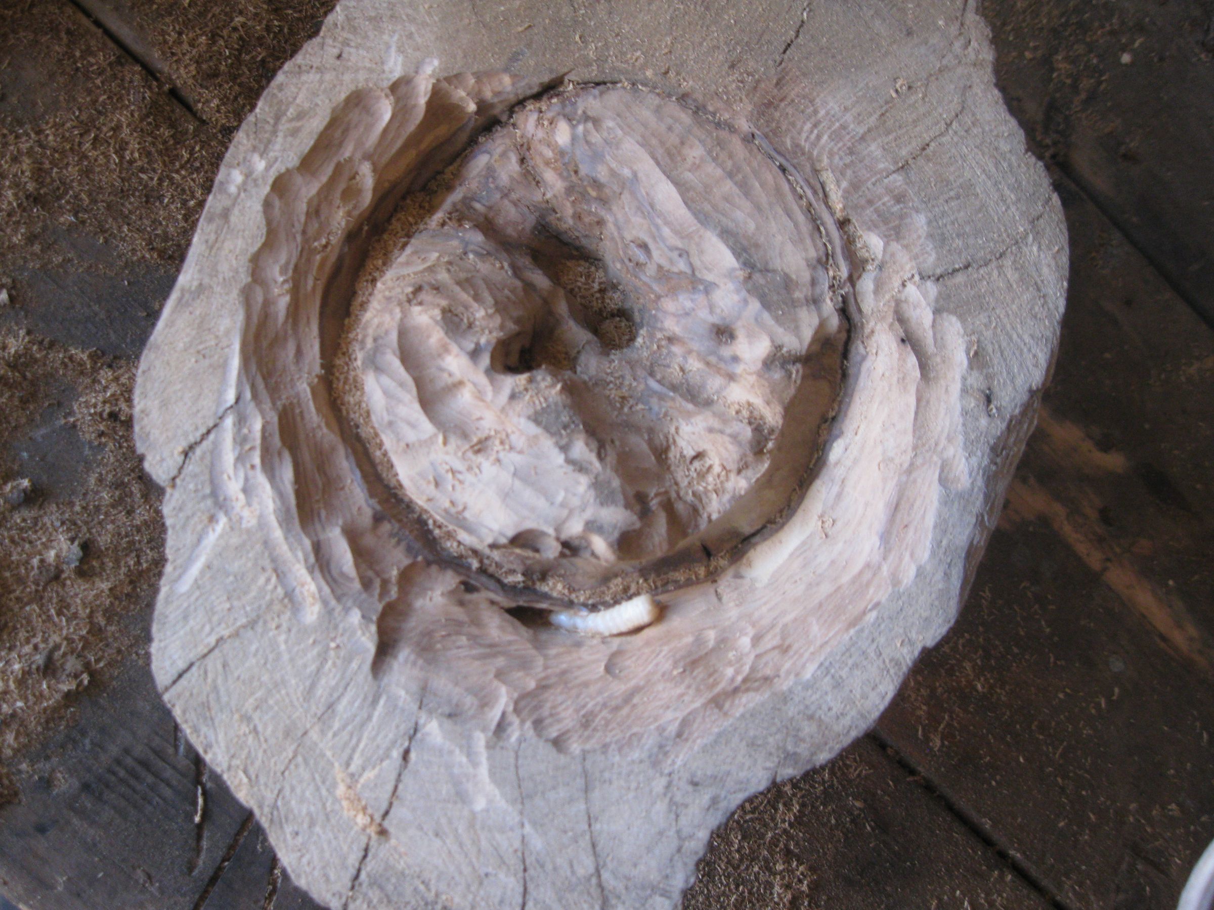 Making a Burl Bowl : 7 Steps (with Pictures) - Instructables