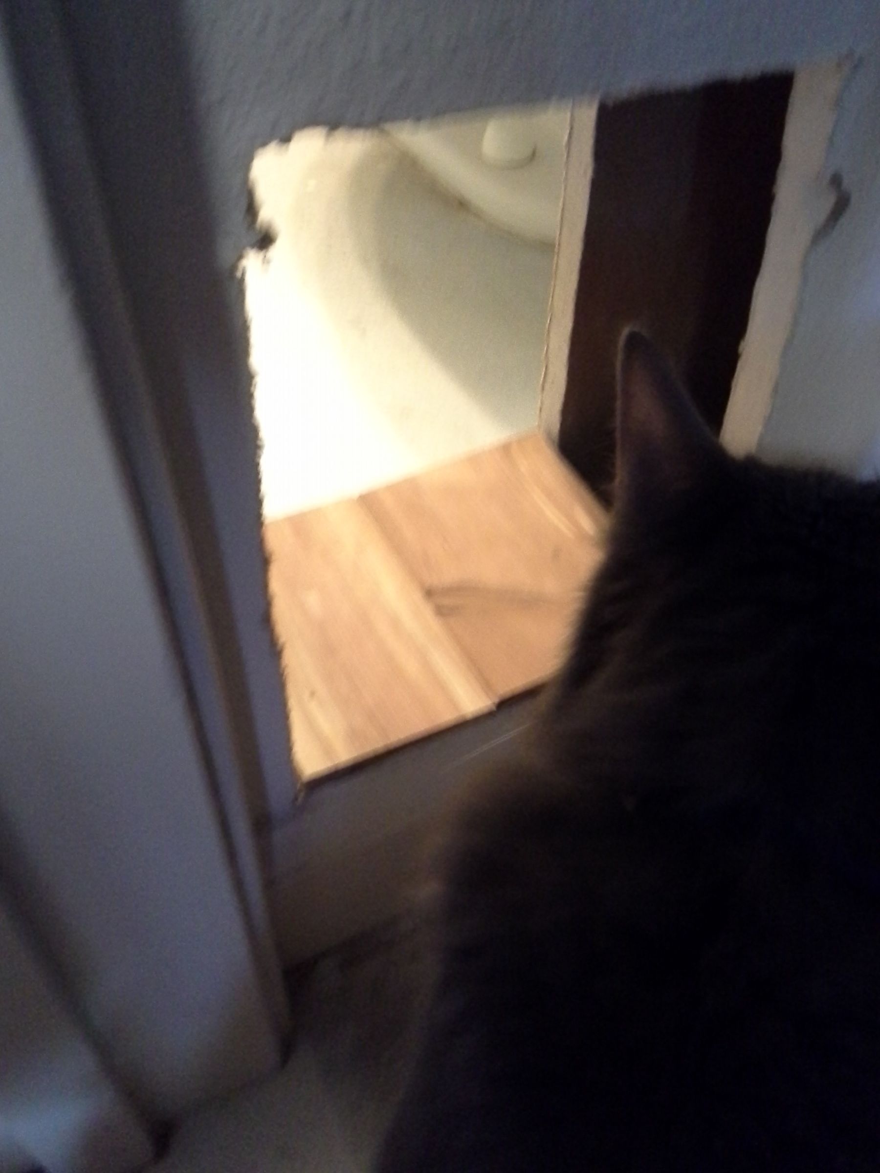 Fancy Cat Door : 4 Steps - Instructables