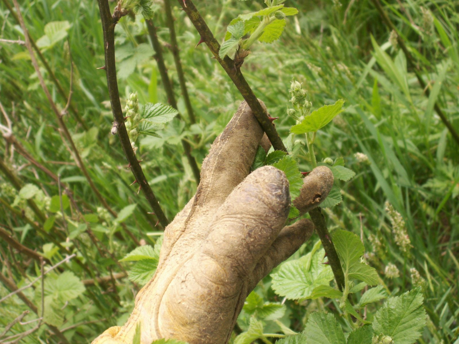 Cultivating Black Berry Plants : 4 Steps - Instructables