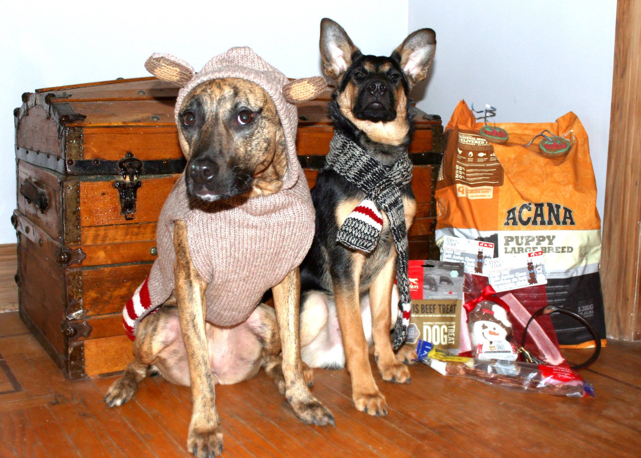 How to Choose a Second Dog : 9 Steps (with Pictures) - Instructables