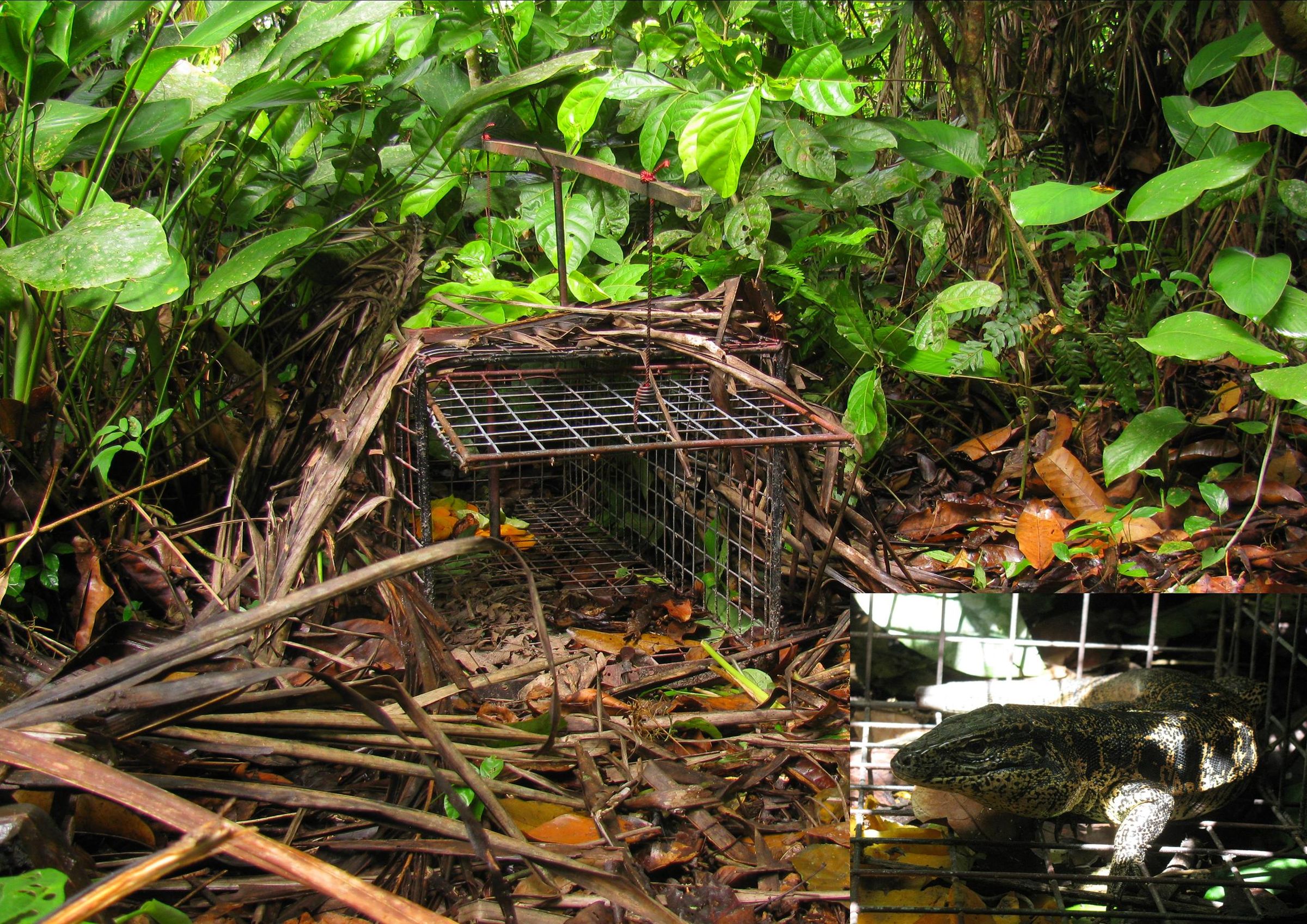 Cage Trap for the Most Extreme! : 13 Steps (with Pictures) - Instructables