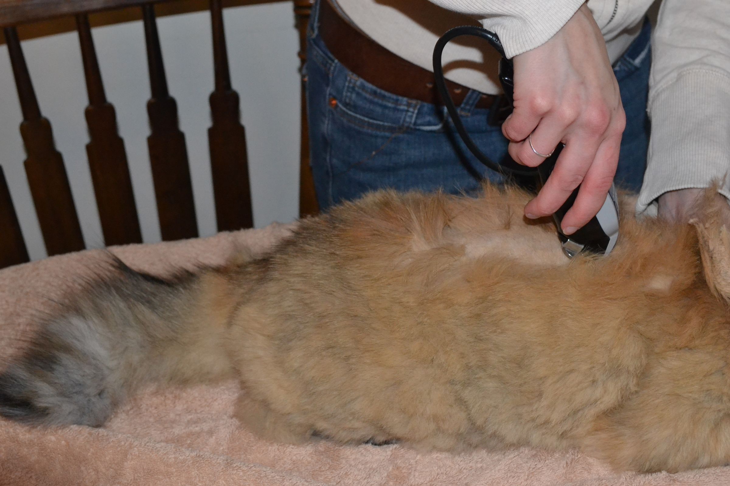How to Groom Your Cat (Lion Cut) : 9 Steps (with Pictures) - Instructables