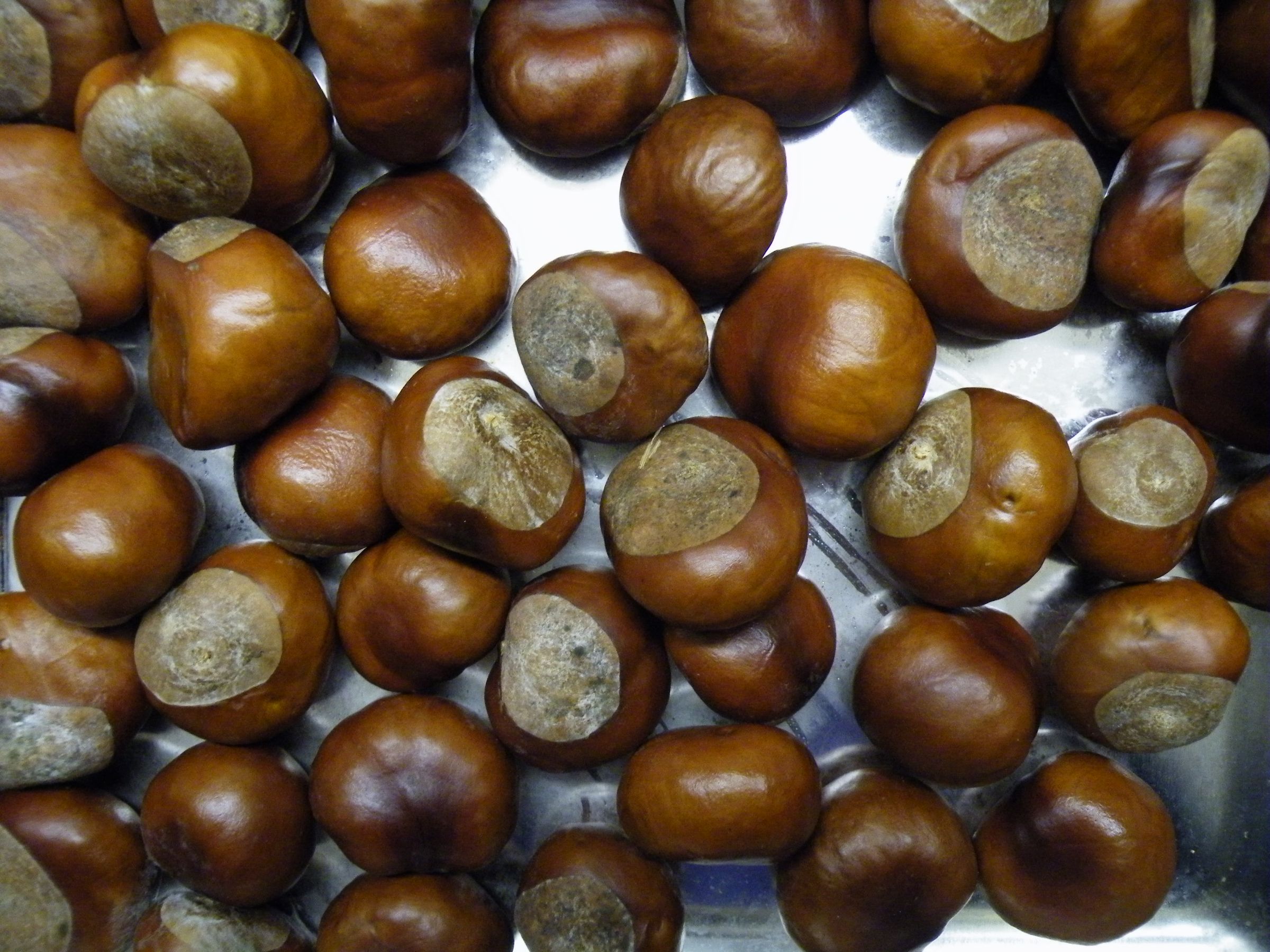 How to Play Conkers. : 7 Steps (with Pictures) - Instructables