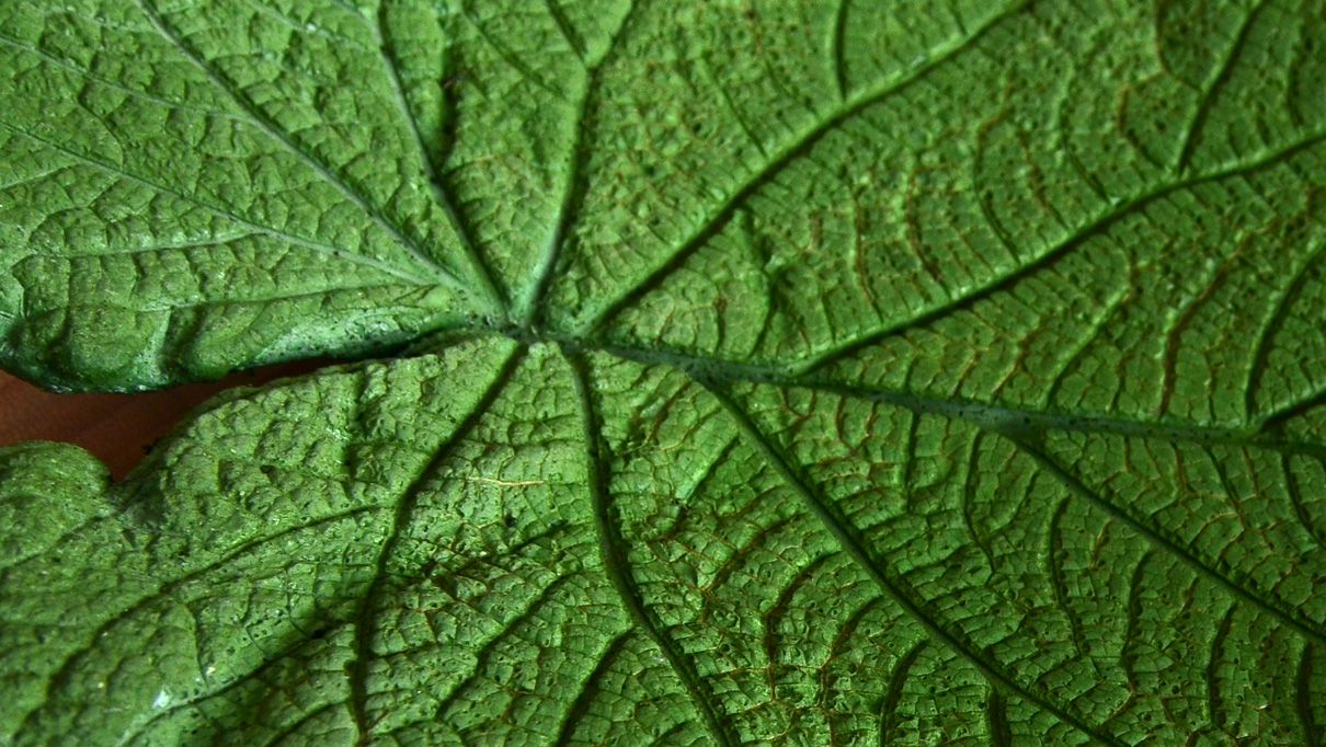 Shape Your Own : Decorative Concrete Leaf : 5 Steps - Instructables