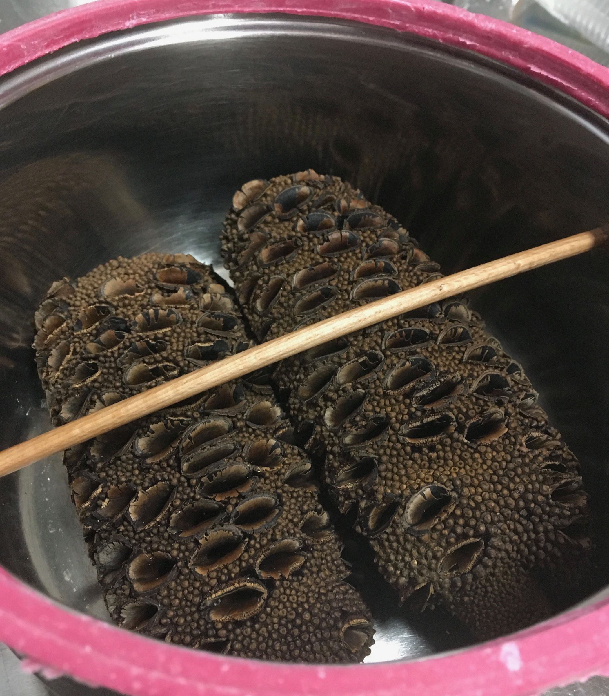 Banksia Nut Epoxy Cast : 6 Steps - Instructables