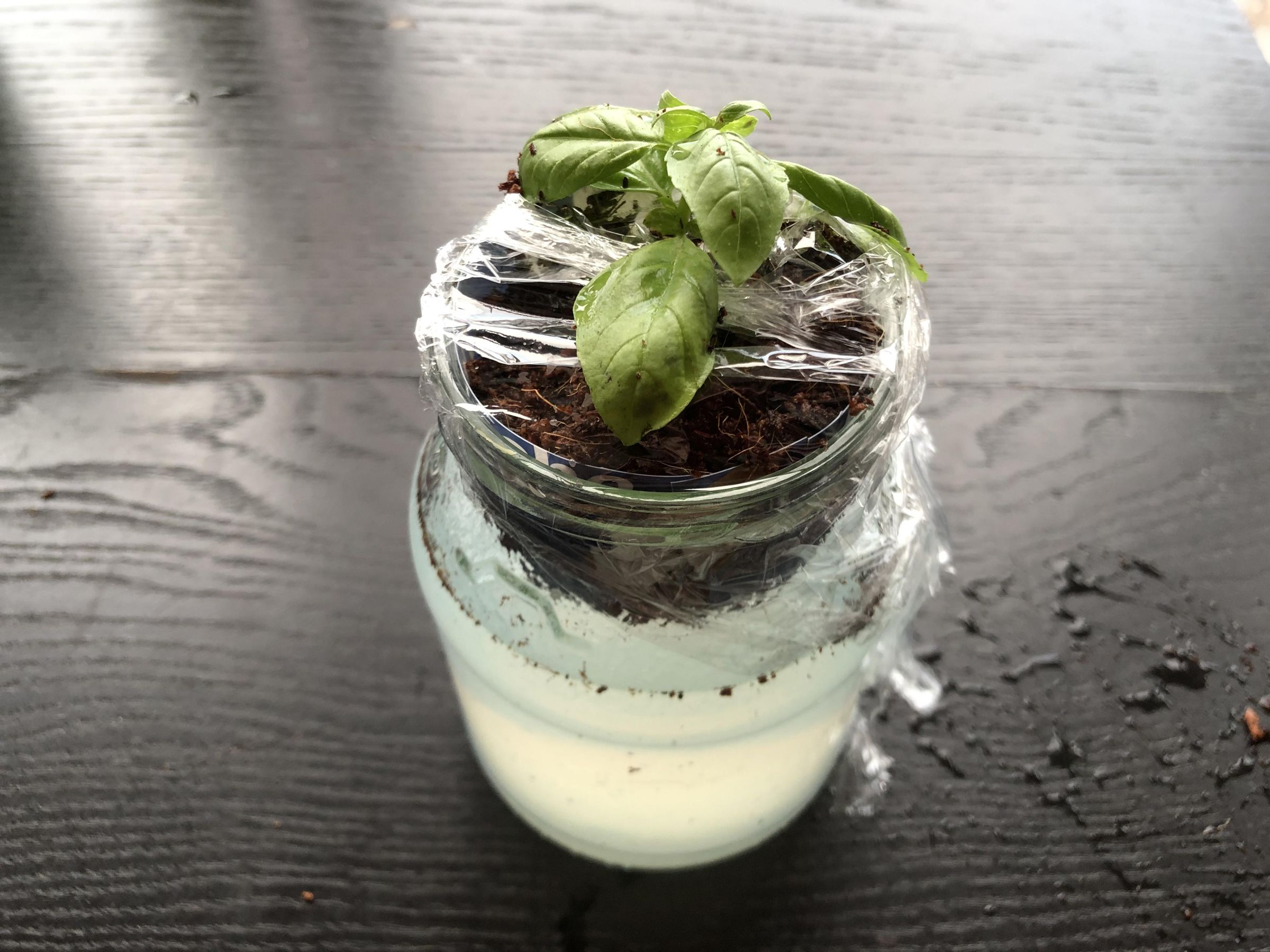 Mason Jar Hydroponics : 8 Steps - Instructables