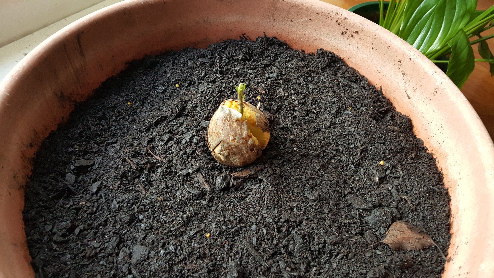 Sprout an Avocado From Seed : 4 Steps - Instructables